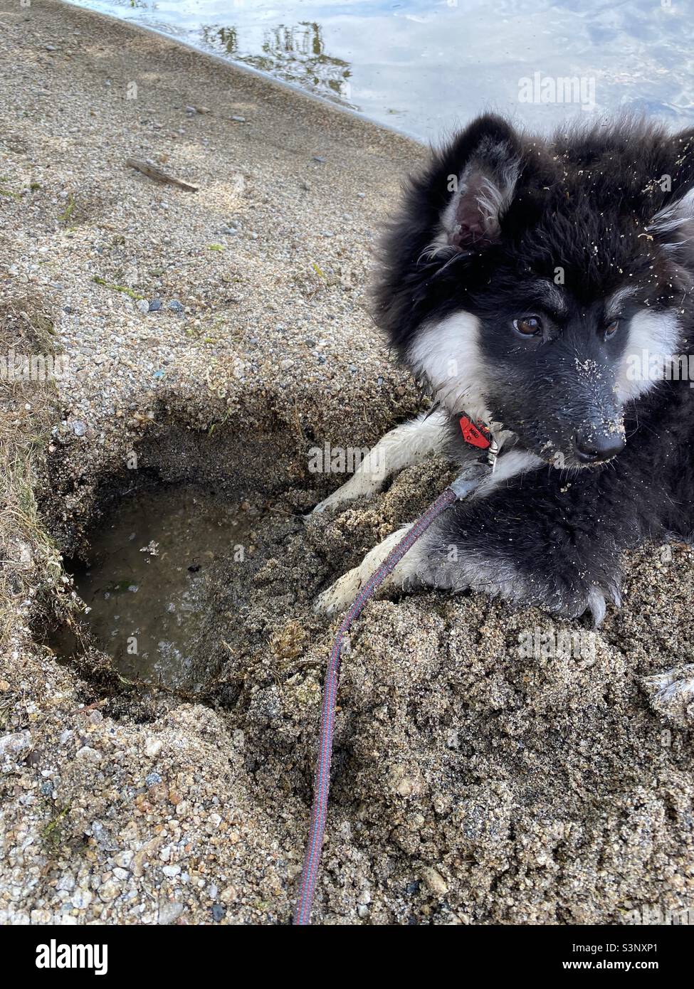 Puppy beach sand hi-res stock photography and images - Alamy
