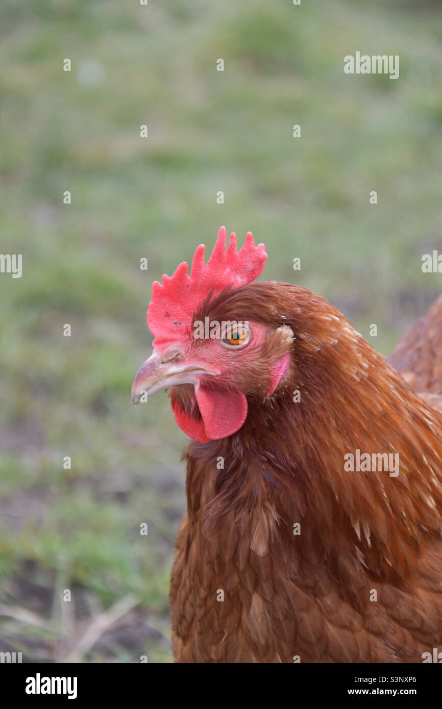 Freerange chicken Portrait on an organic farming Stock Photo - Alamy