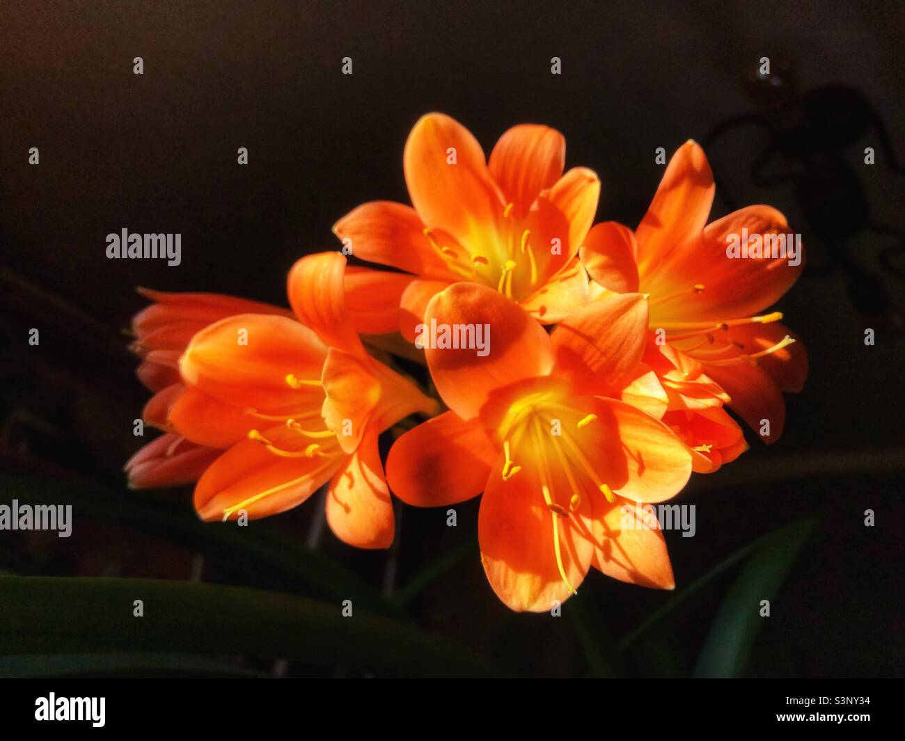 Clivia in flower hi-res stock photography and images - Alamy
