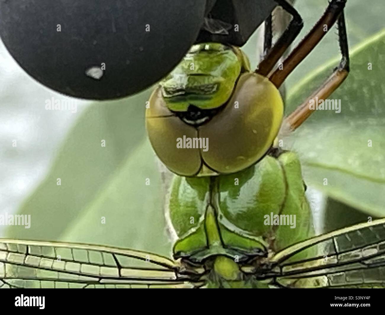Female emperor dragonfly green form hi-res stock photography and images ...