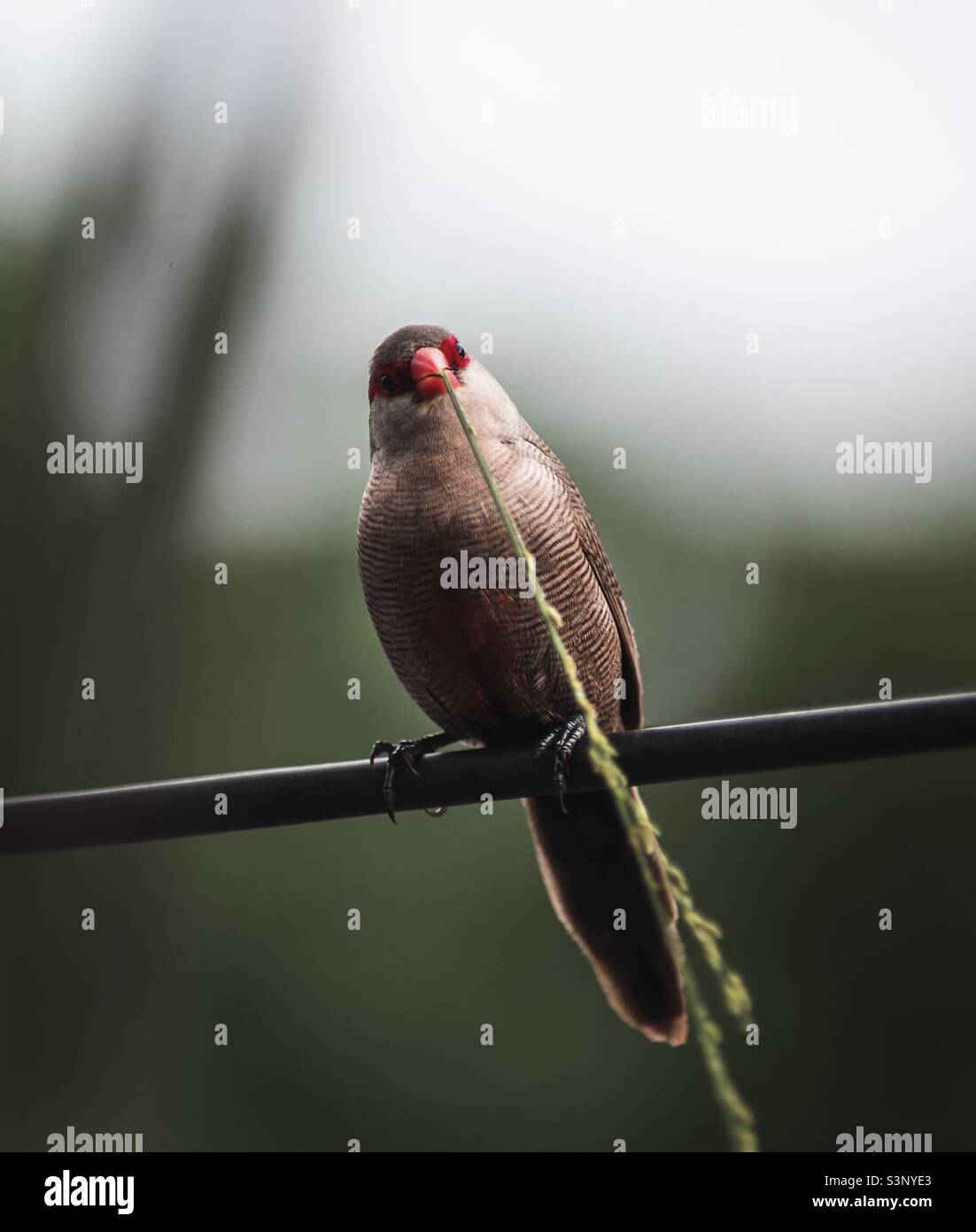 Random bird hi-res stock photography and images - Alamy