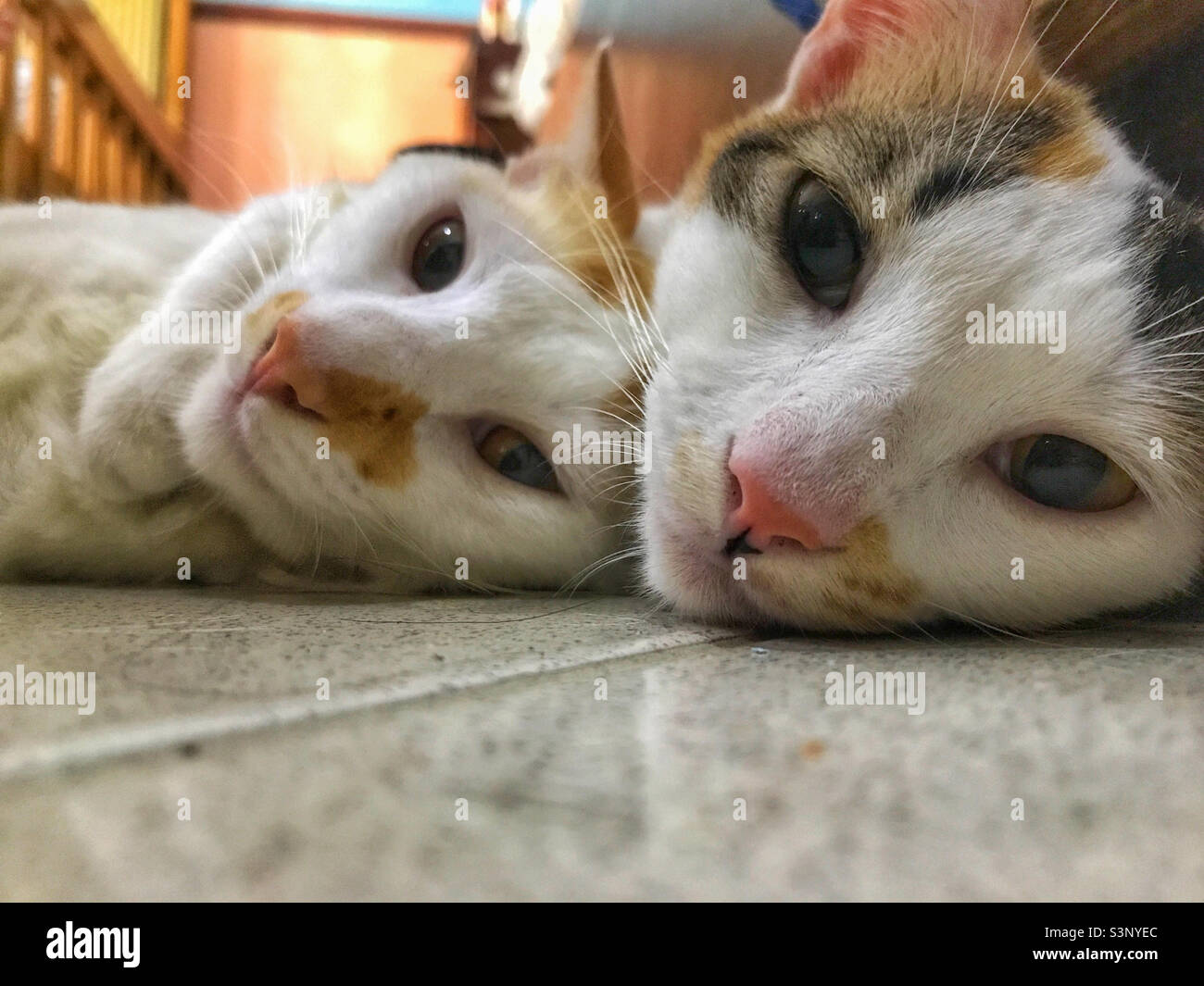 Beastie animal hi-res stock photography and images - Alamy