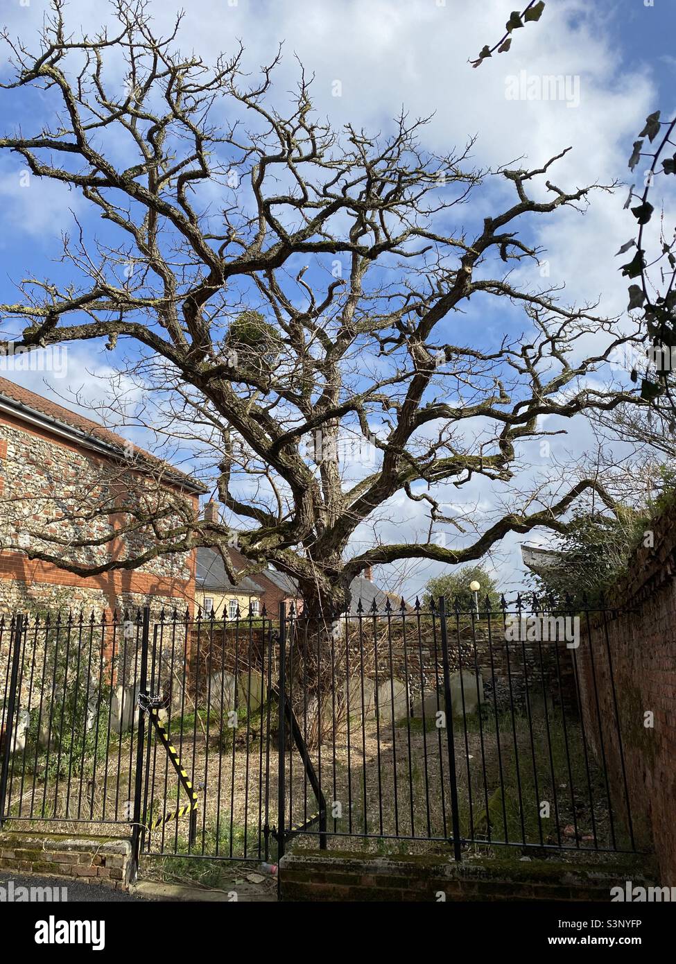 Graveyard tree hi-res stock photography and images - Alamy