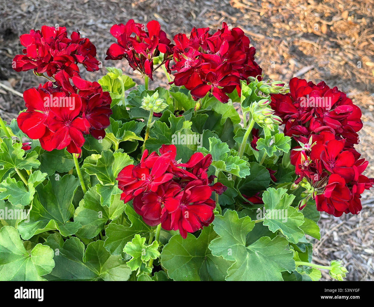 Geranium blossom hi-res stock photography and images - Alamy