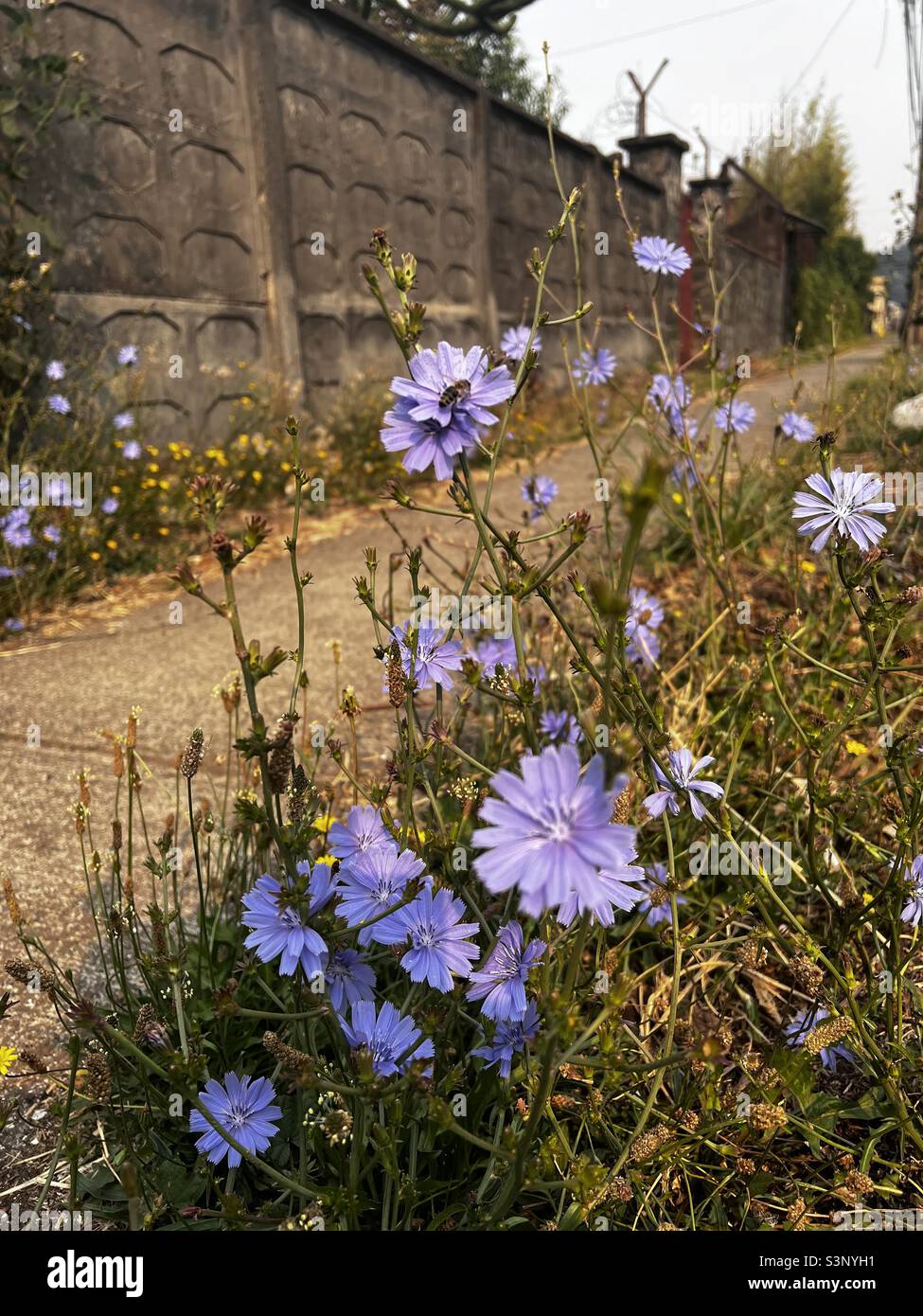 Beautiful garden with lilac flowers and a bee doing its spectacular ...