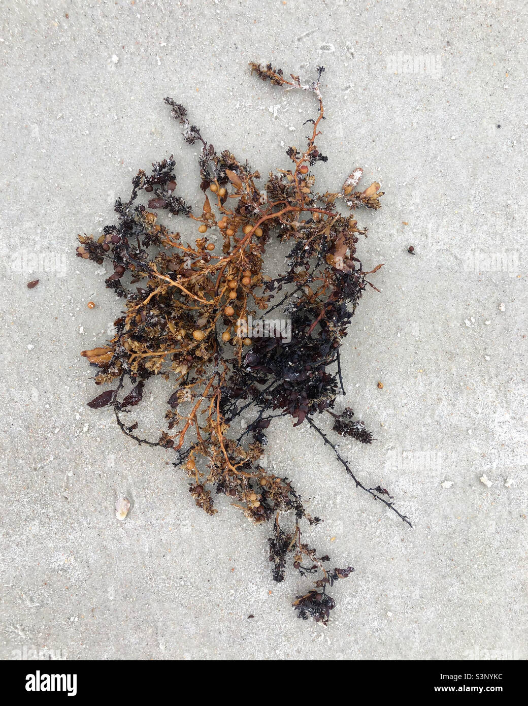 Seaweed for hair hi-res stock photography and images - Alamy