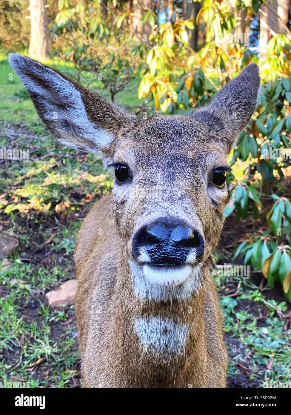 Deer up close hi-res stock photography and images - Alamy