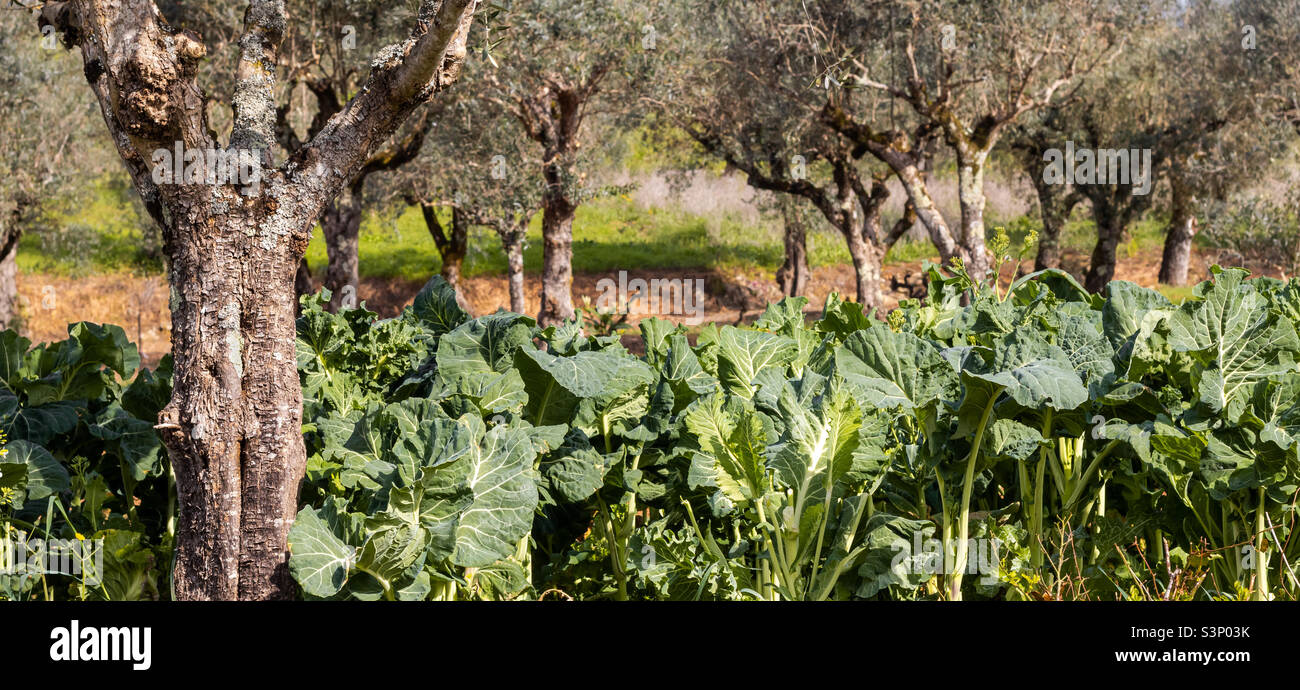 Olive trees and walking stick cabbage - a common site across Portugal ...