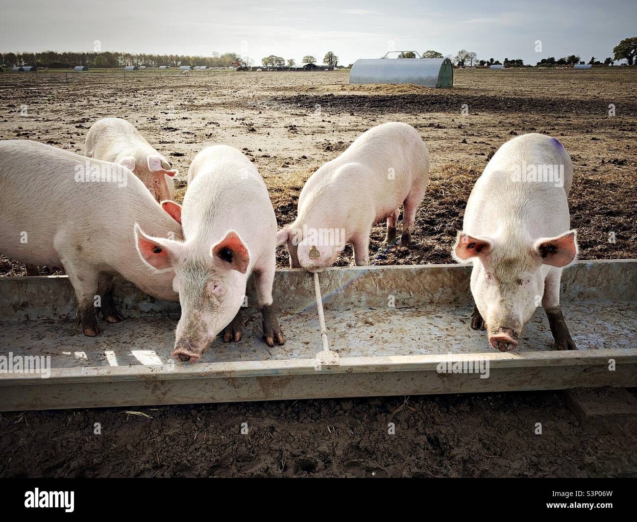 Pig eating from trough in hi-res stock photography and images - Alamy