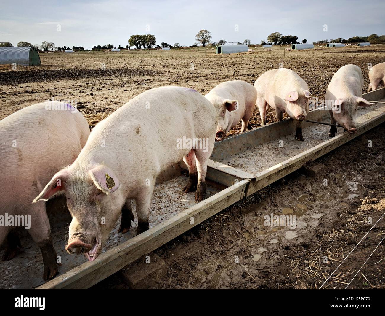 Pig eating from trough in hi-res stock photography and images - Alamy