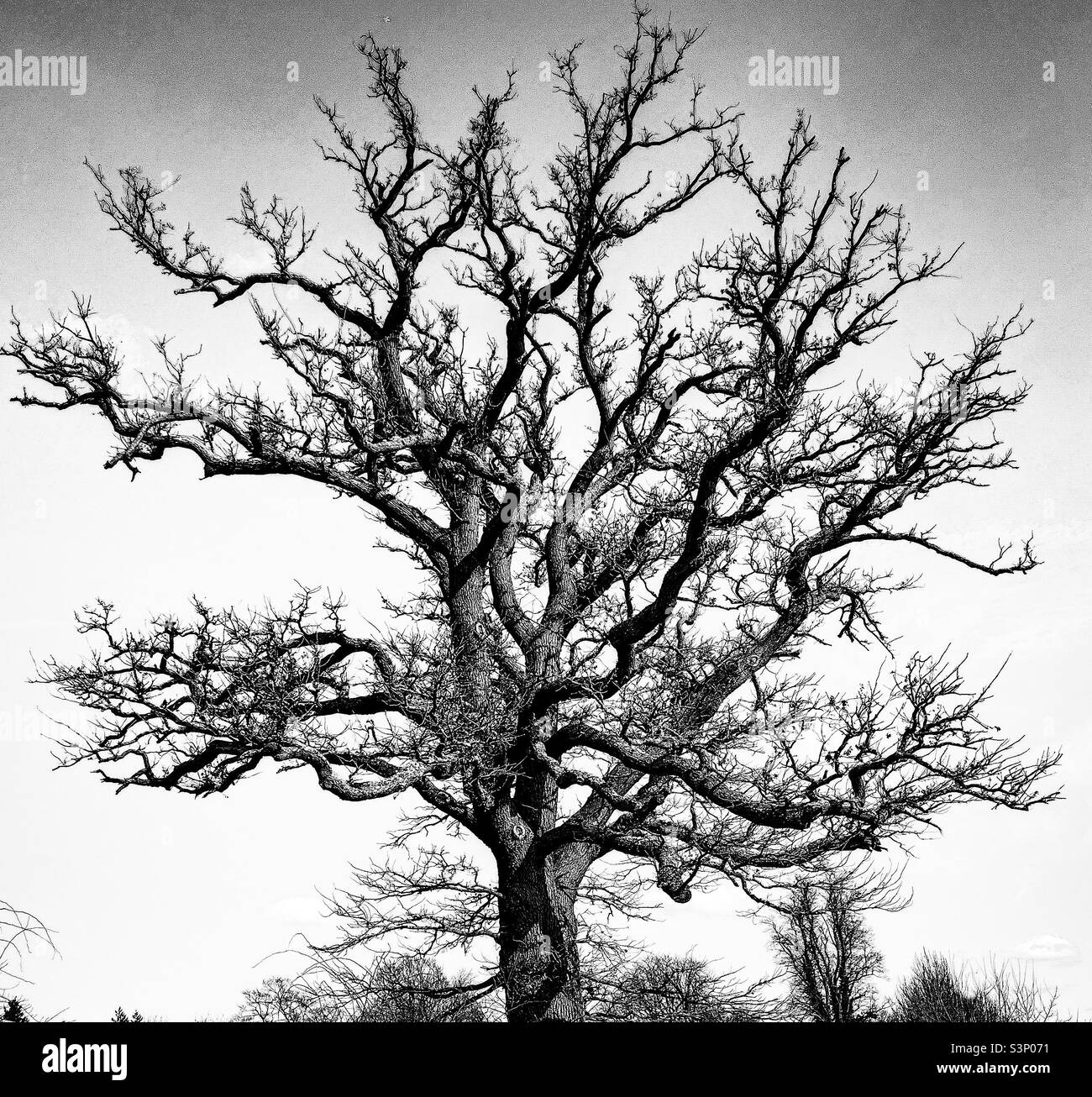 Oak tree in winter black and white high contrast Stock Photo - Alamy