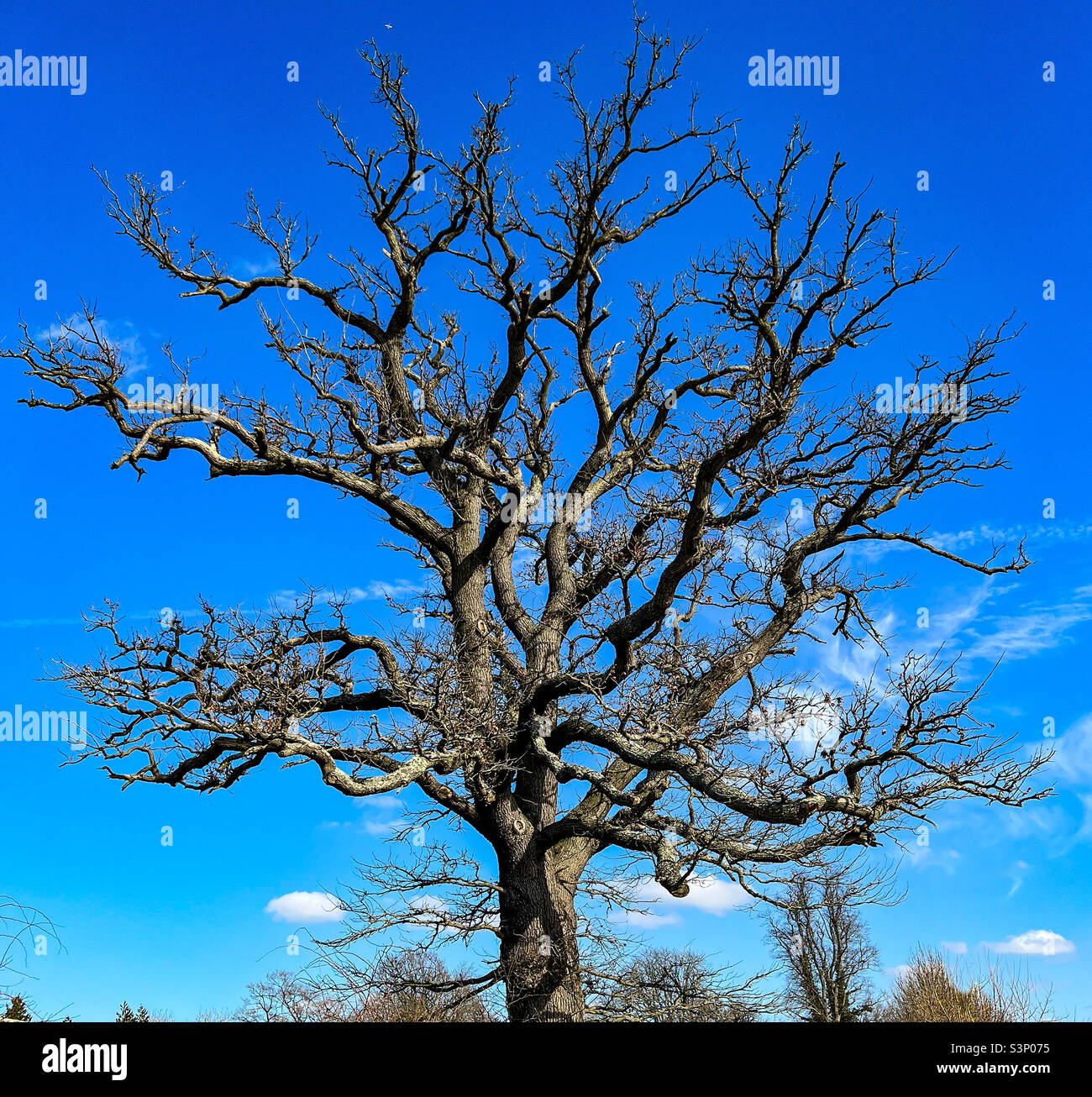 English oak tree in winter hi-res stock photography and images - Alamy