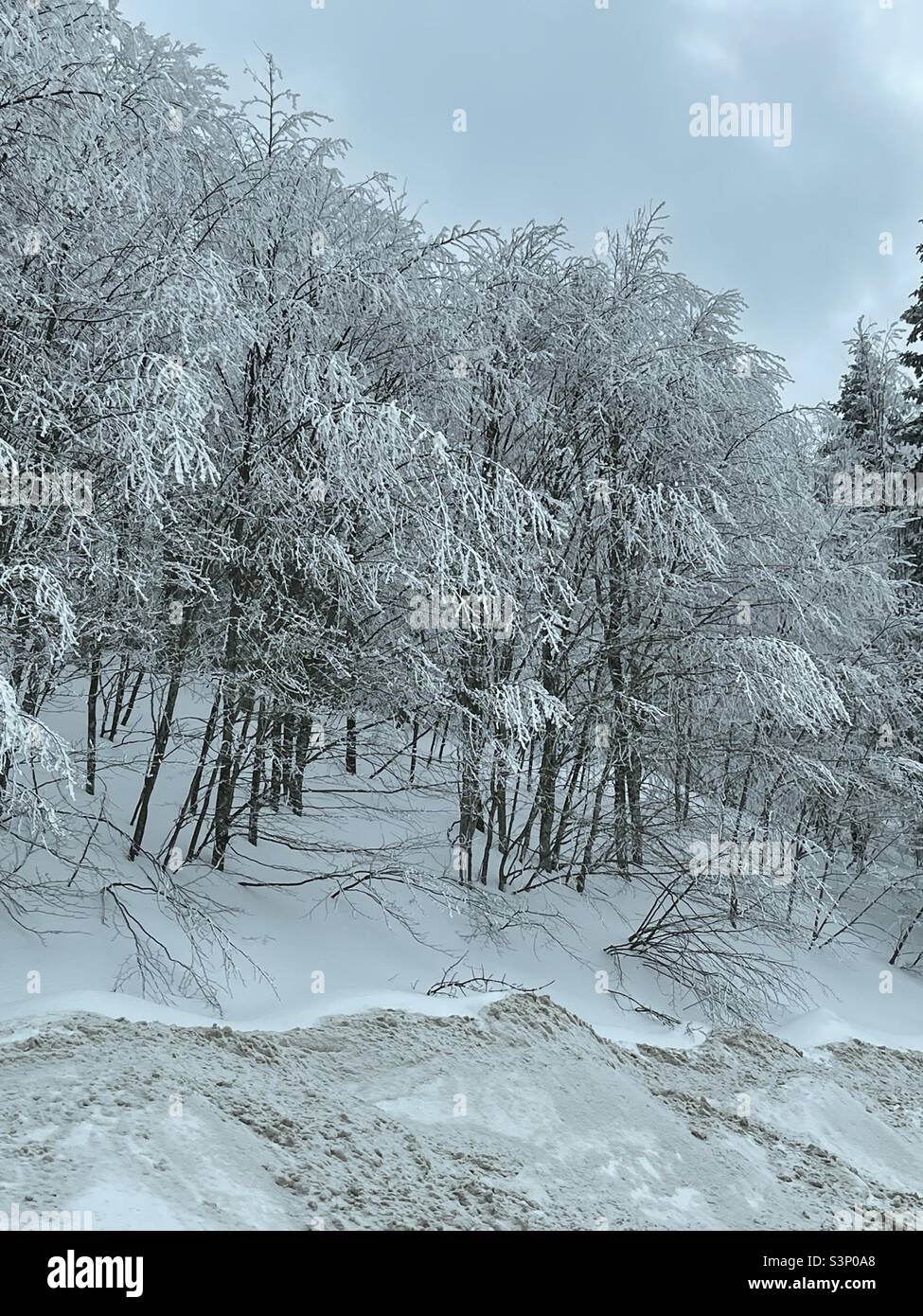 Snow white, beautiful nature, winter, winter leaves , mountains, trees ...