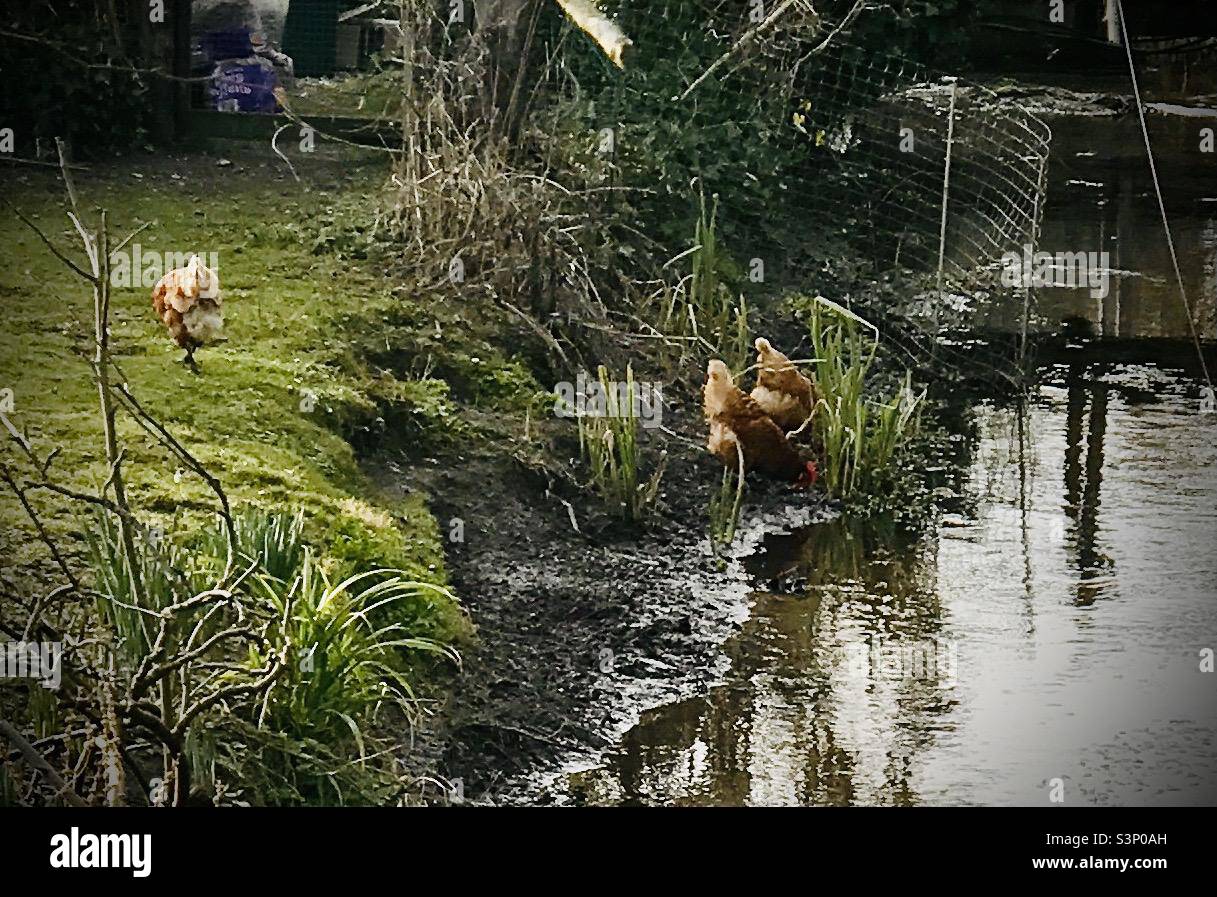 Hens drinking from the River Pang near Bucklebury in Berkshire Stock ...