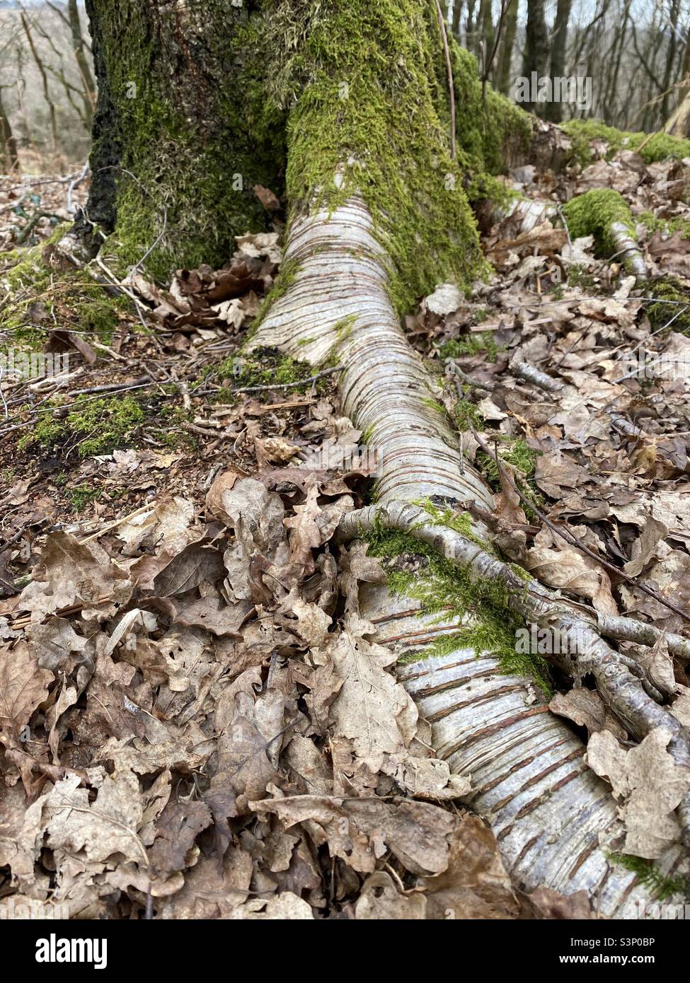 Striped tree hi-res stock photography and images - Alamy