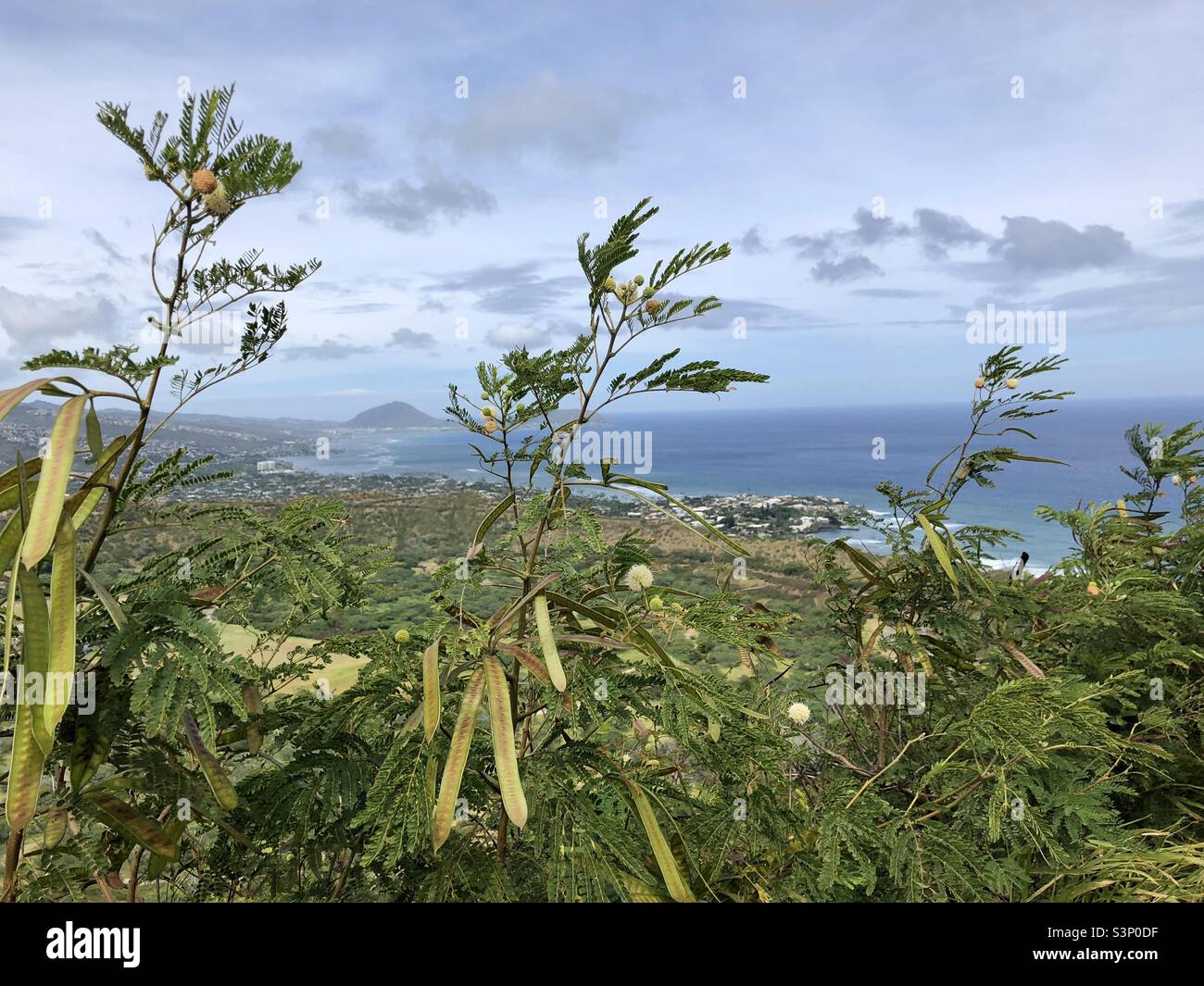 Ocean plants hi-res stock photography and images - Alamy