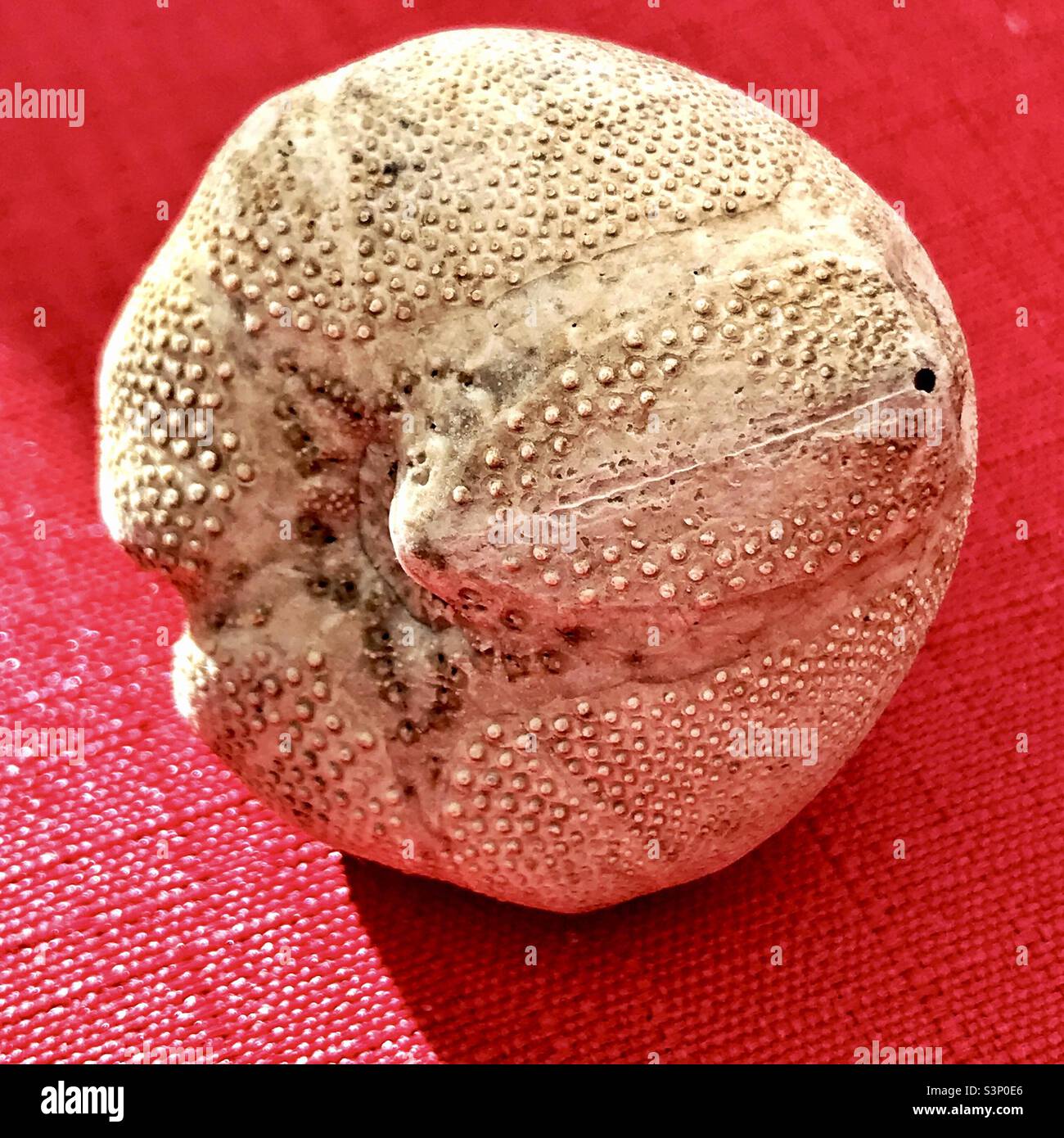 Sea urchin sea potato echinocardium hi-res stock photography and images ...