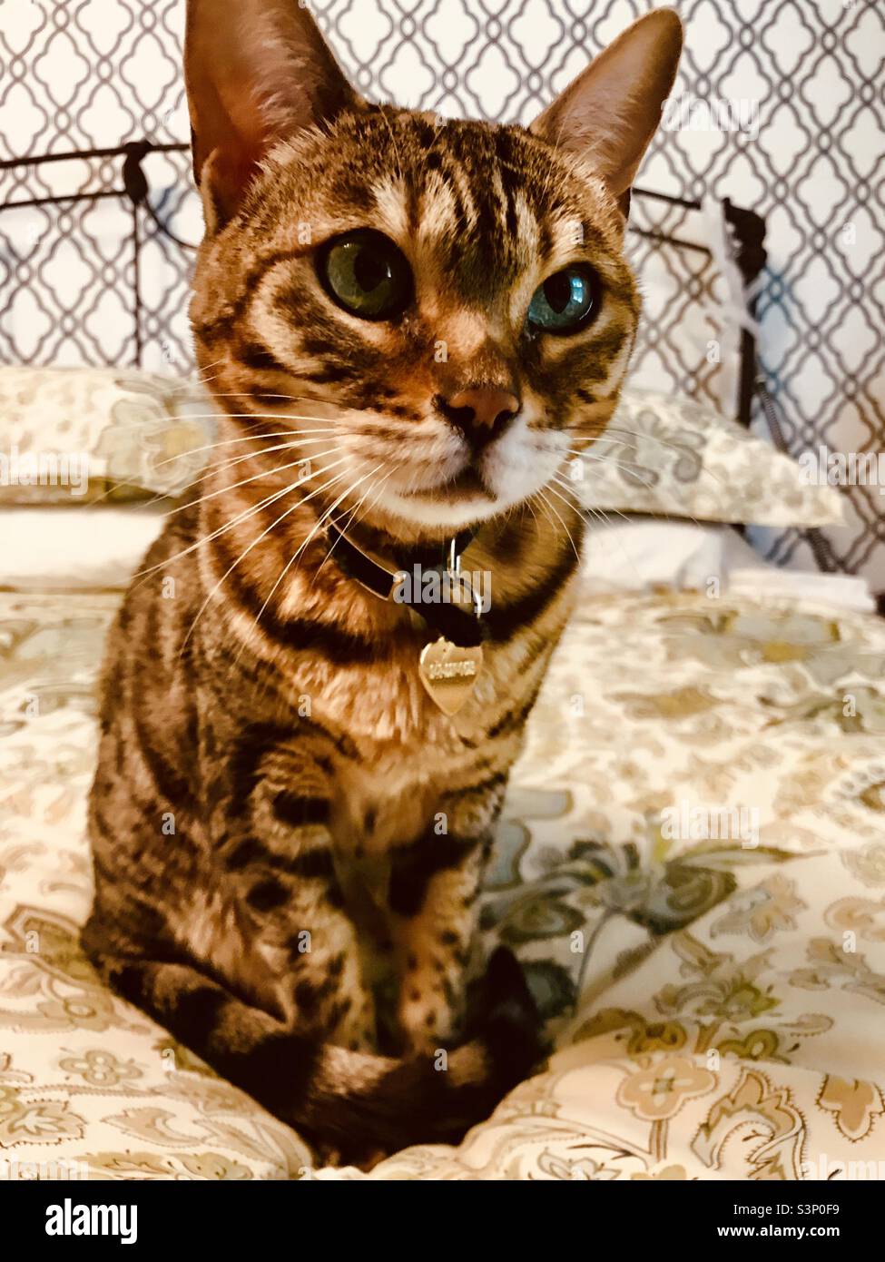 Kitten poses hi-res stock photography and images - Alamy