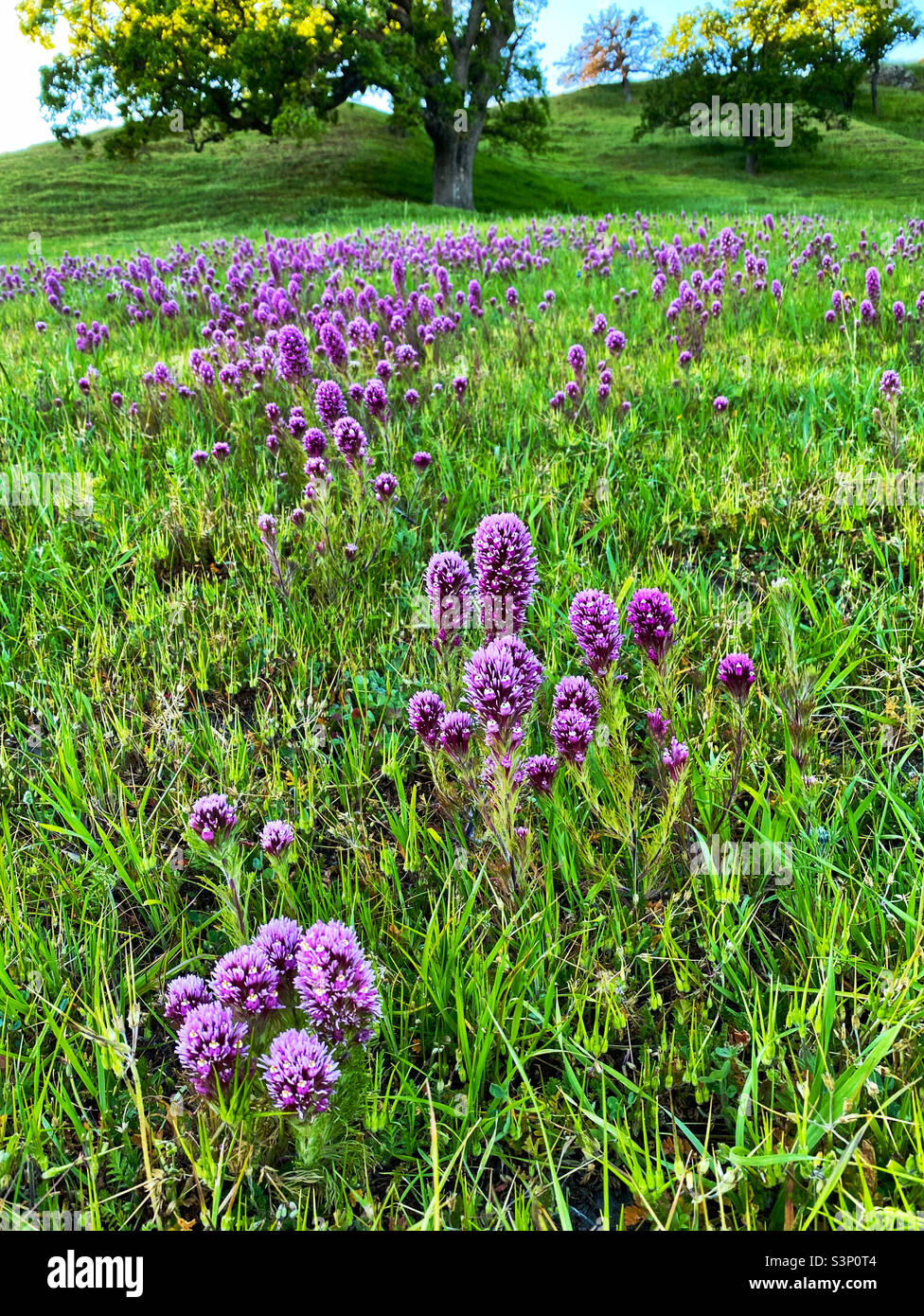 Wildflowers meadow with oak trees hi-res stock photography and images ...
