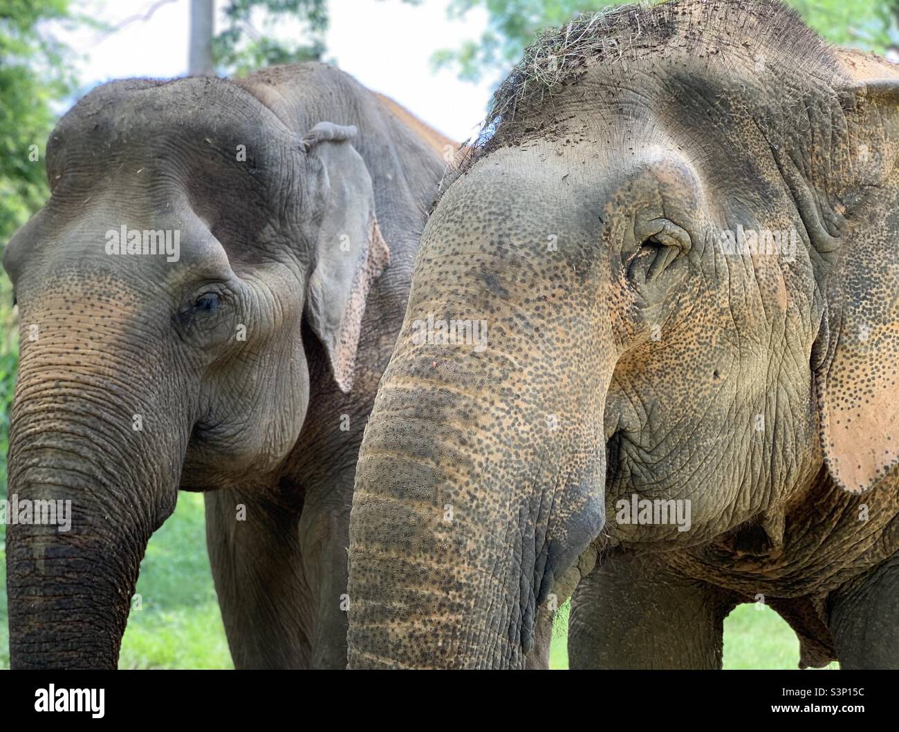 Wild elephants china hi-res stock photography and images - Alamy