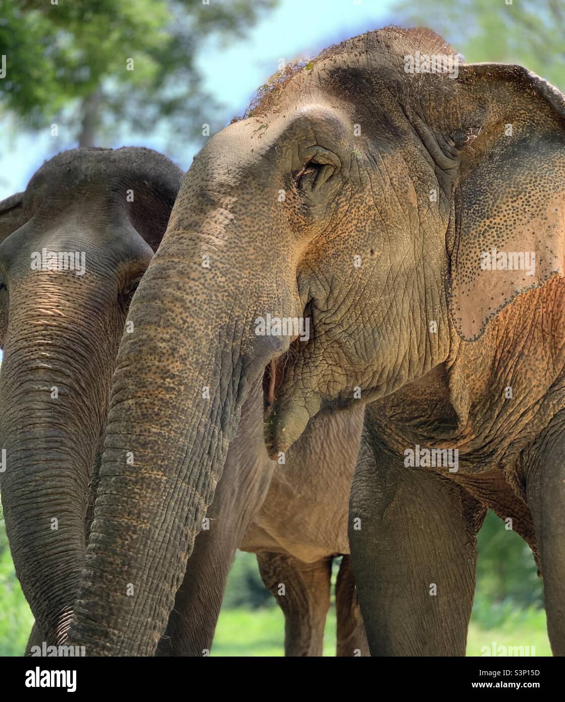 Two elephants elephant hi-res stock photography and images - Alamy