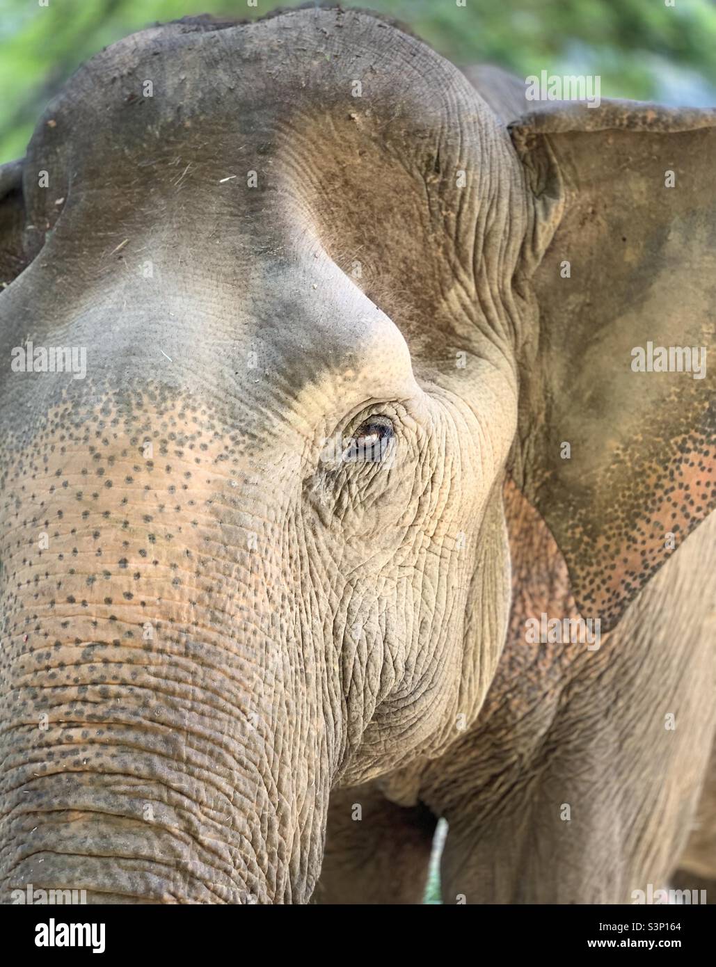 The elephant species hi-res stock photography and images - Alamy