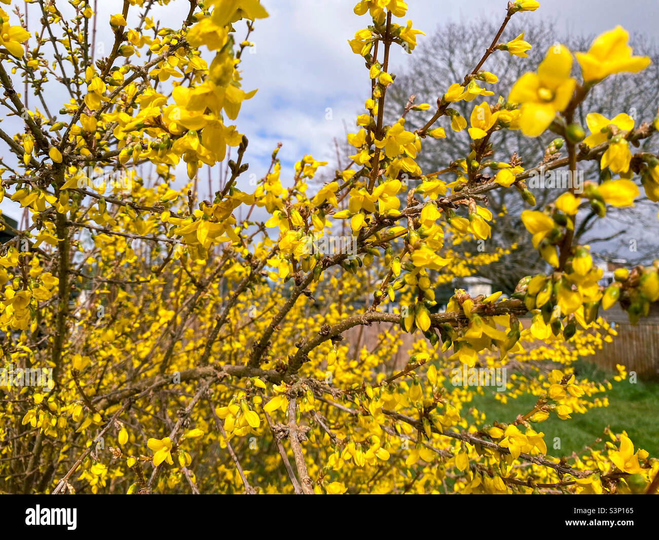 Yellow forsythia flowering in May in Reading, UK Stock Photo - Alamy