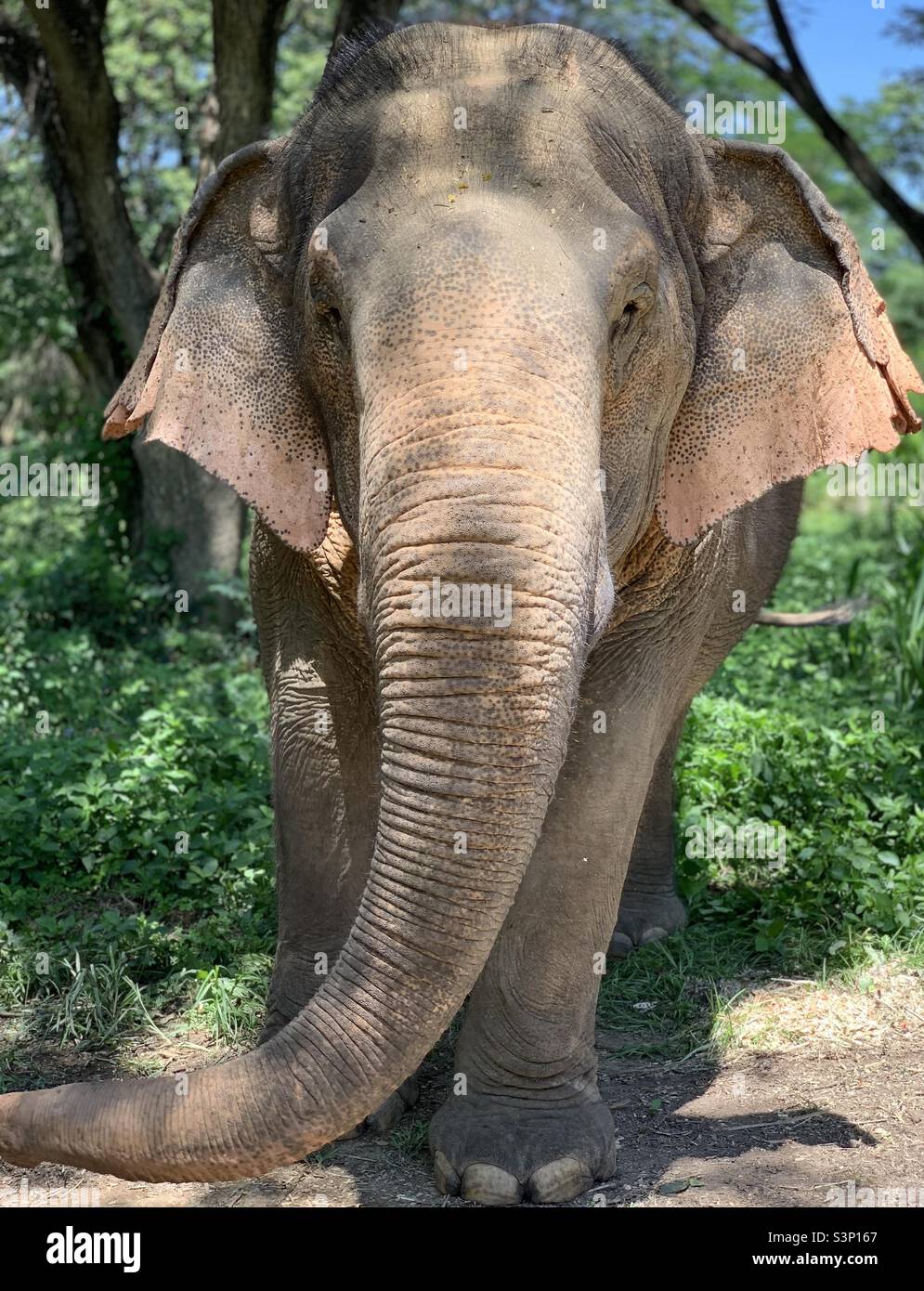 Save the elephant hi-res stock photography and images - Alamy