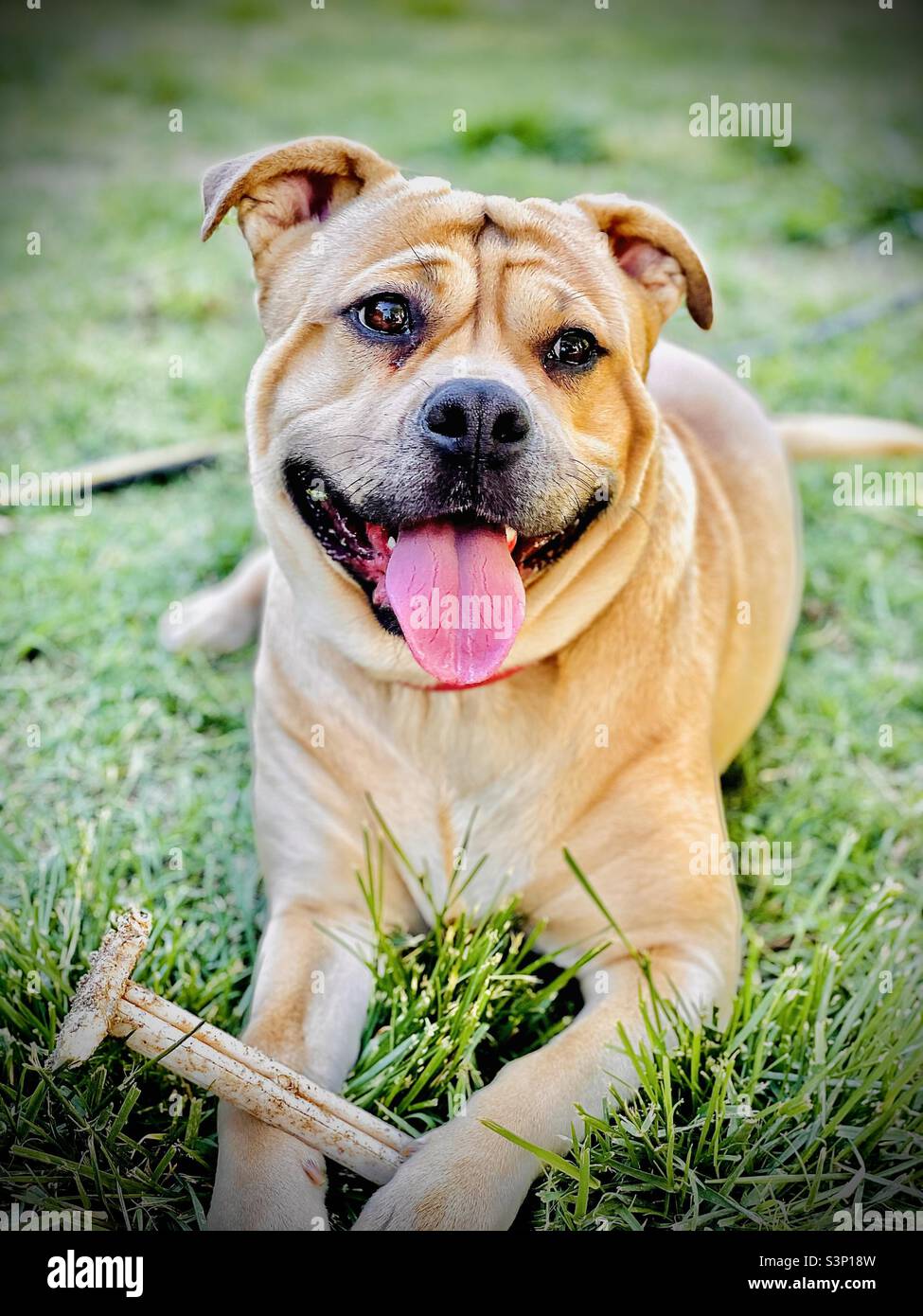 Pitbull mix hi-res stock photography and images - Alamy