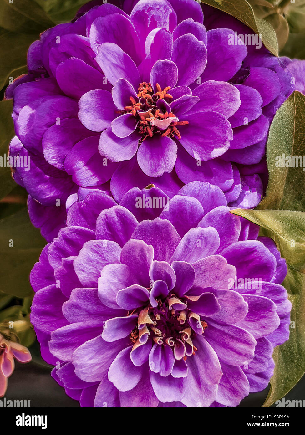 Cinnia hi-res stock photography and images - Alamy