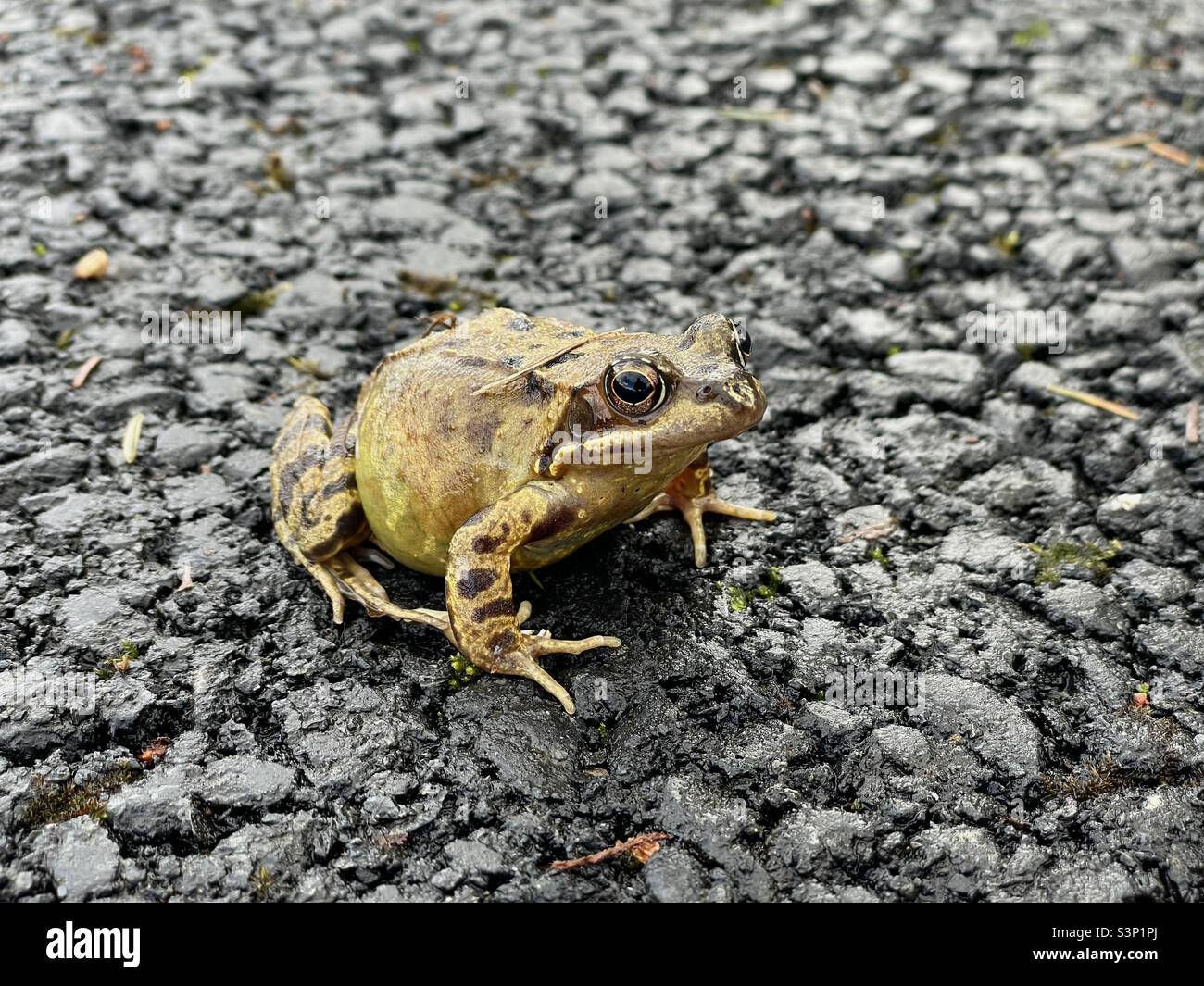 Common frog frogs hi-res stock photography and images - Alamy