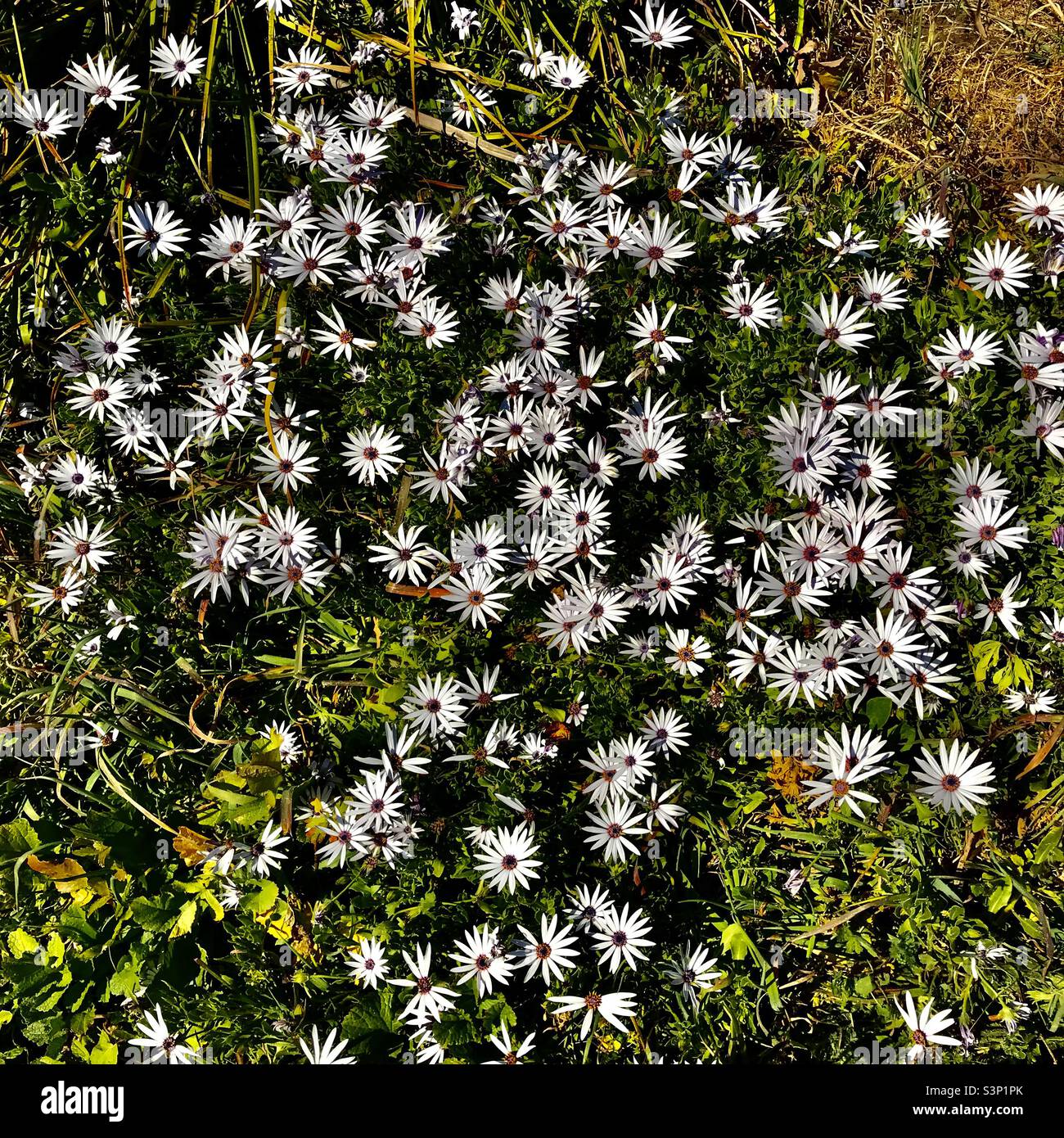 Aster field hi-res stock photography and images - Alamy