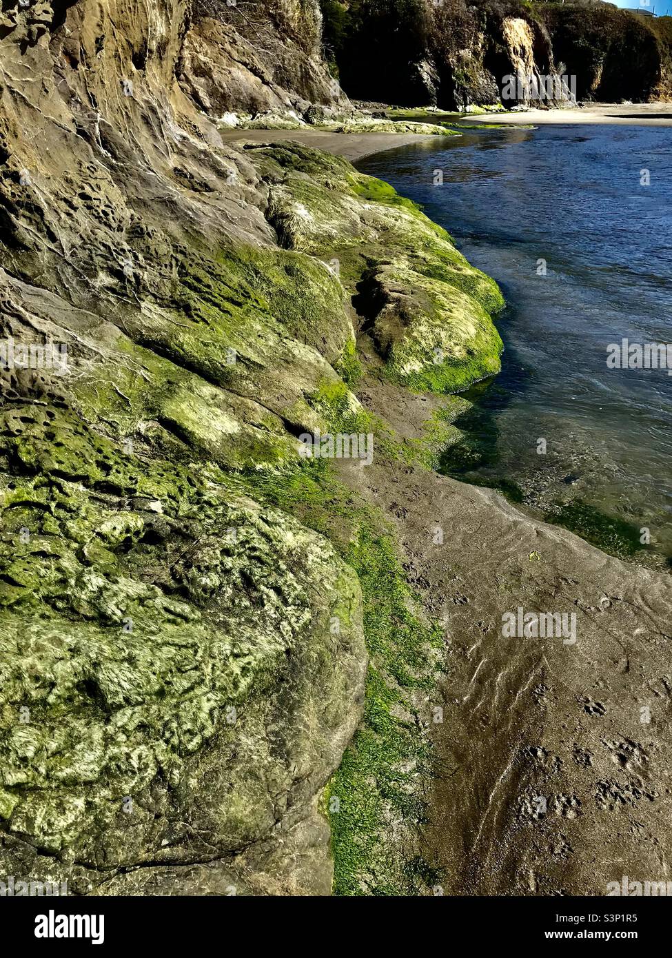 Ocean algae hi-res stock photography and images - Alamy