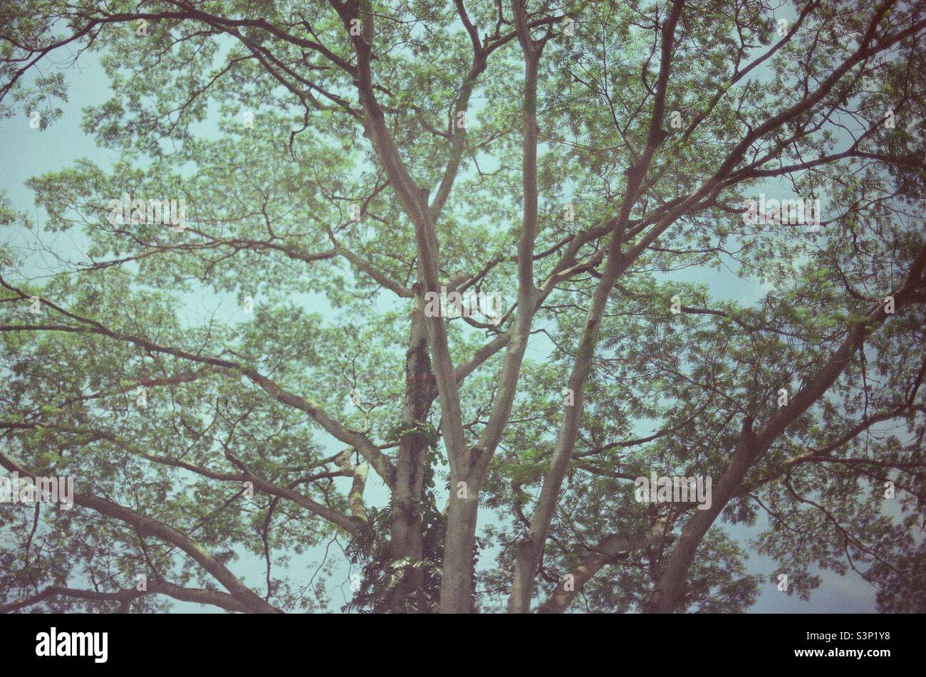 Tree in Botanical Garden Stock Photo - Alamy