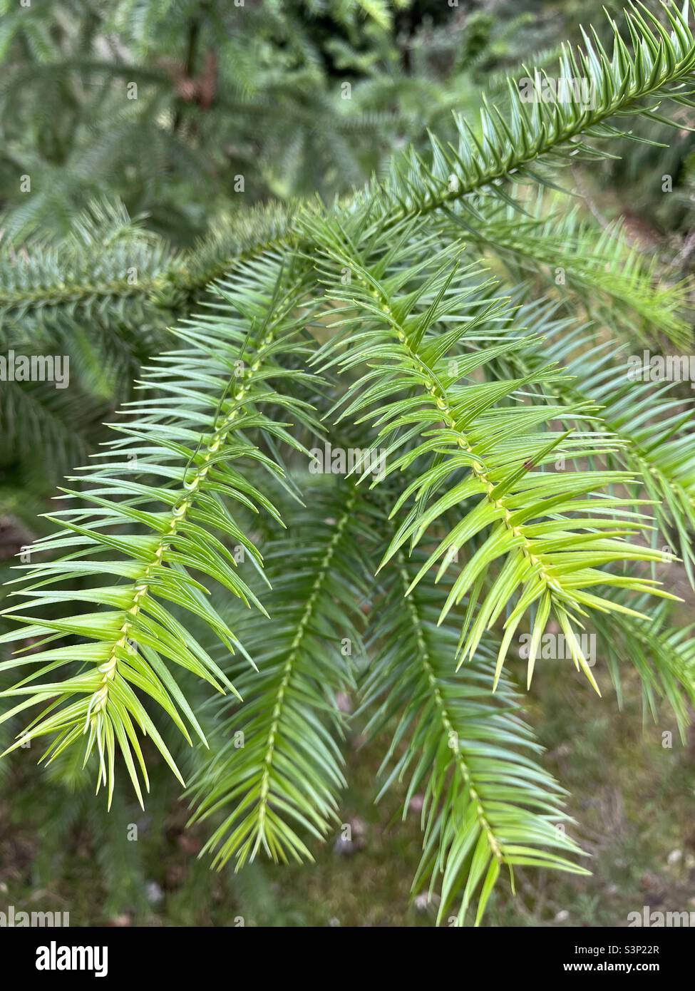 Conifer branch plant hi-res stock photography and images - Alamy