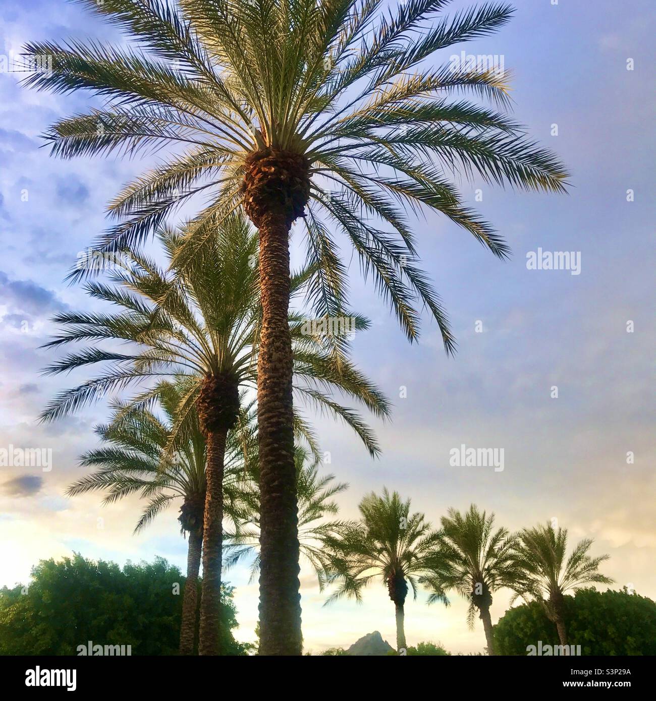 Arizona palm tree hi-res stock photography and images - Alamy