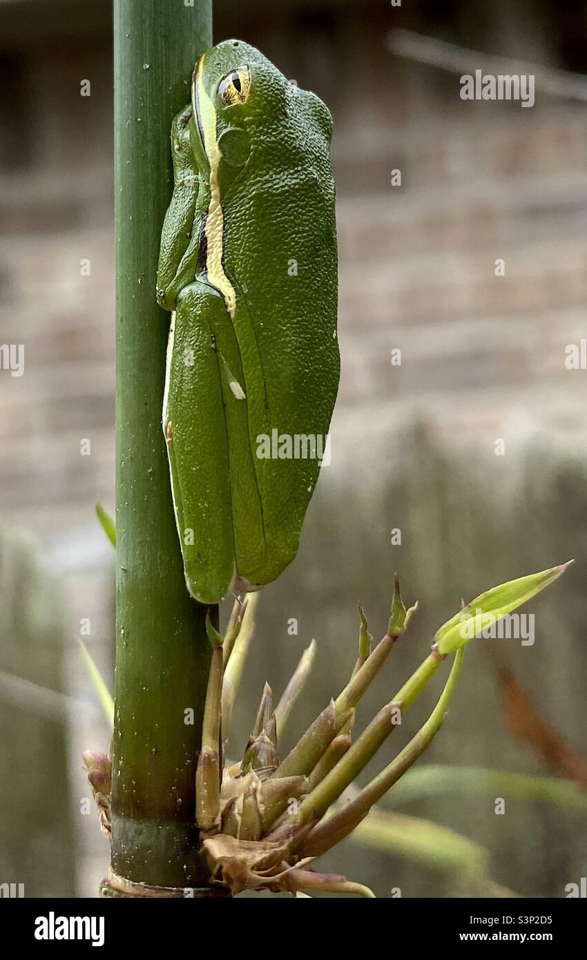 Cane sprouts hi-res stock photography and images - Alamy