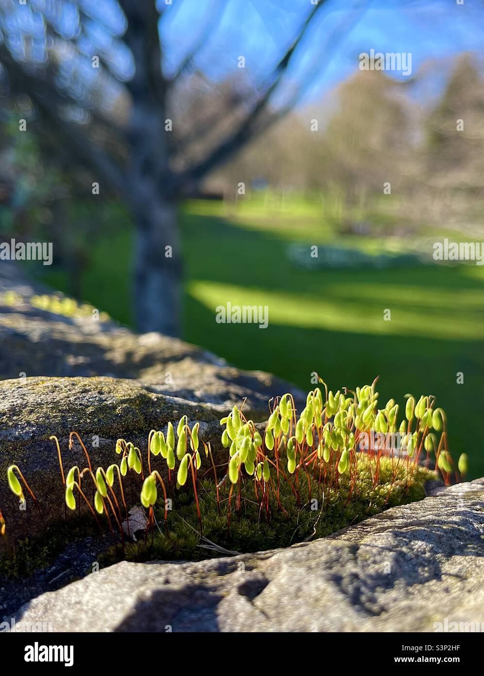 Bute park, cardiff spring hi-res stock photography and images - Alamy