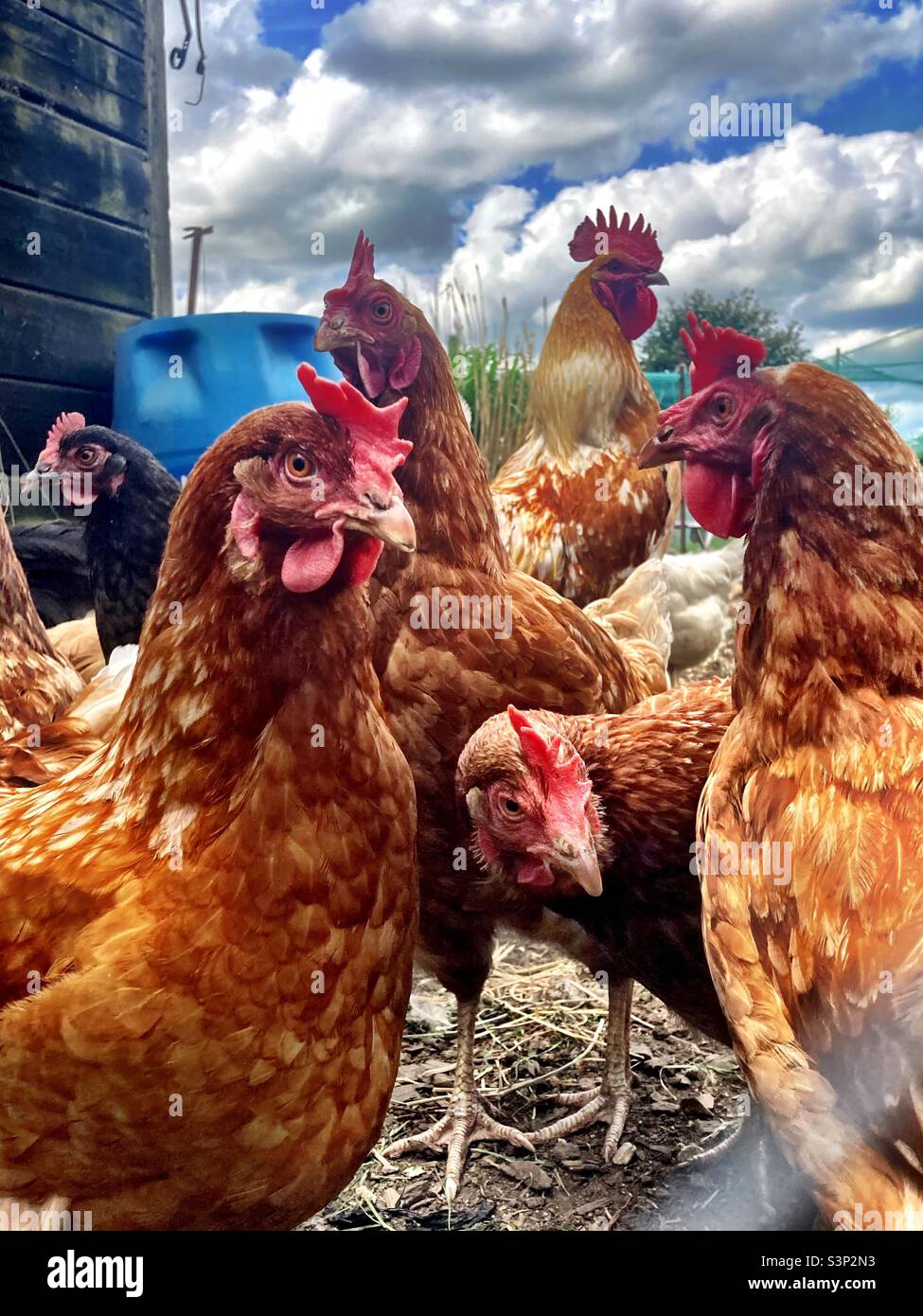 Curious Chickens, Penrith Stock Photo - Alamy