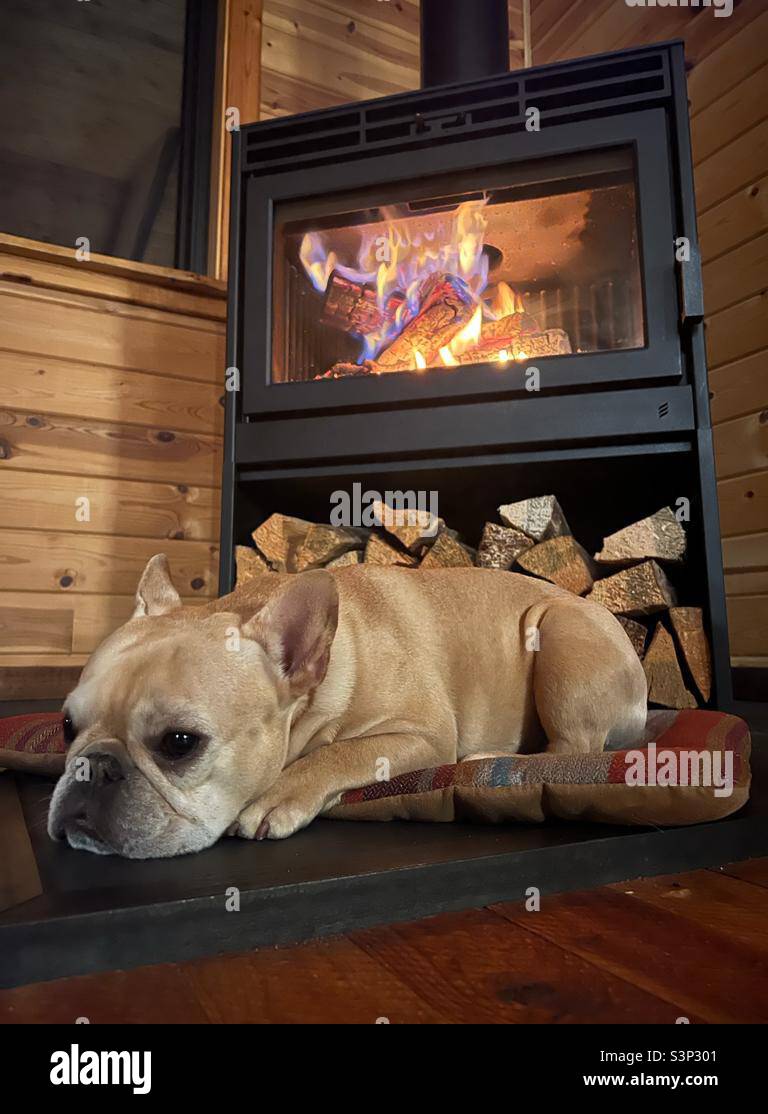 Sleeping dog fire hi-res stock photography and images - Alamy