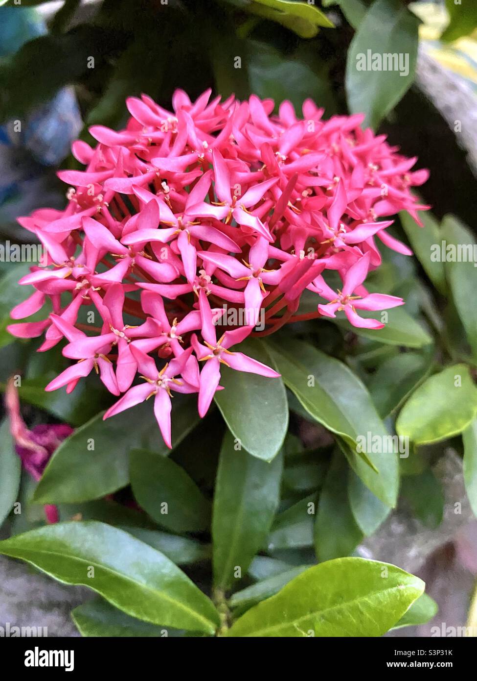 Srilankan natural flowers hi-res stock photography and images - Alamy