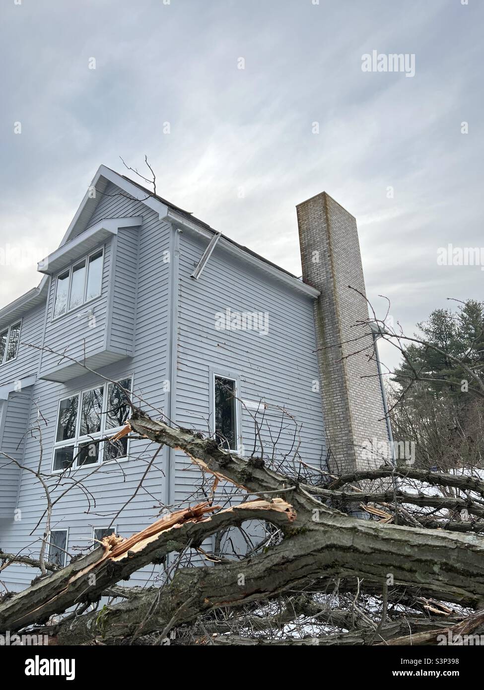 Oak tree falls on house causing a lot of damage Stock Photo - Alamy