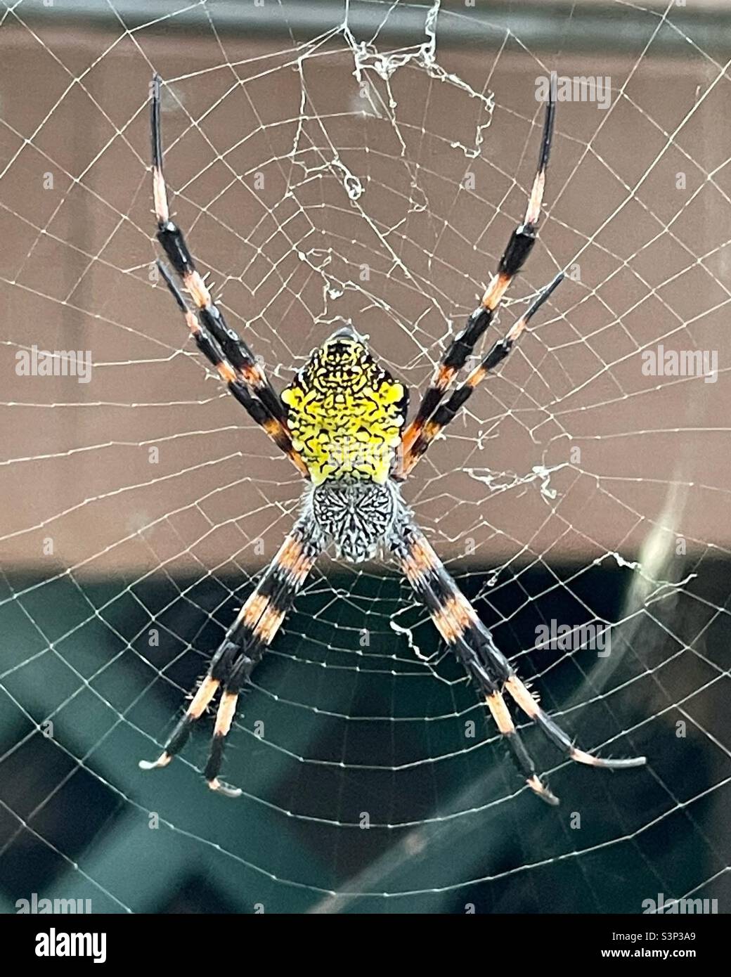 Speckled spider hi-res stock photography and images - Alamy