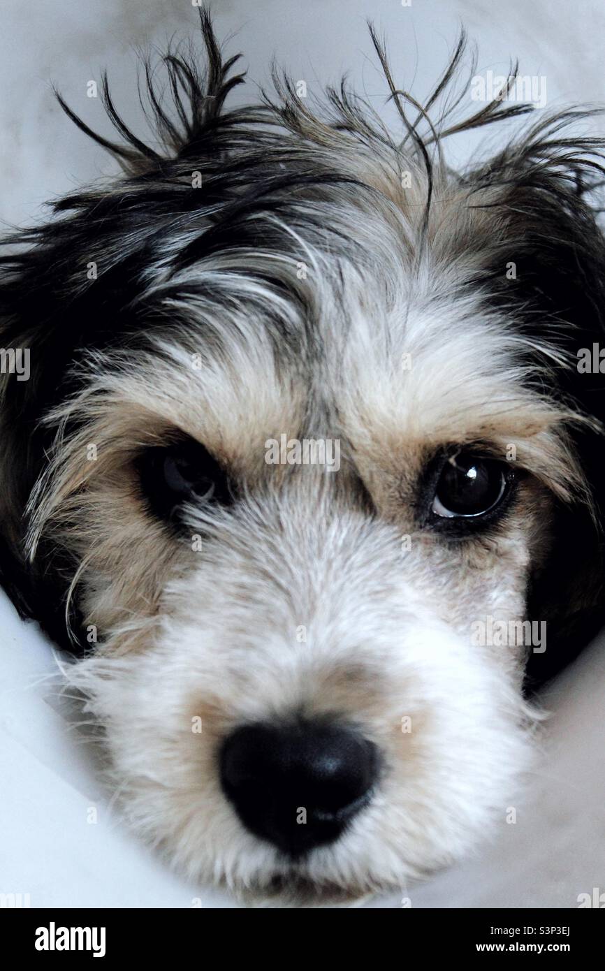 Cute dog face Stock Photo - Alamy
