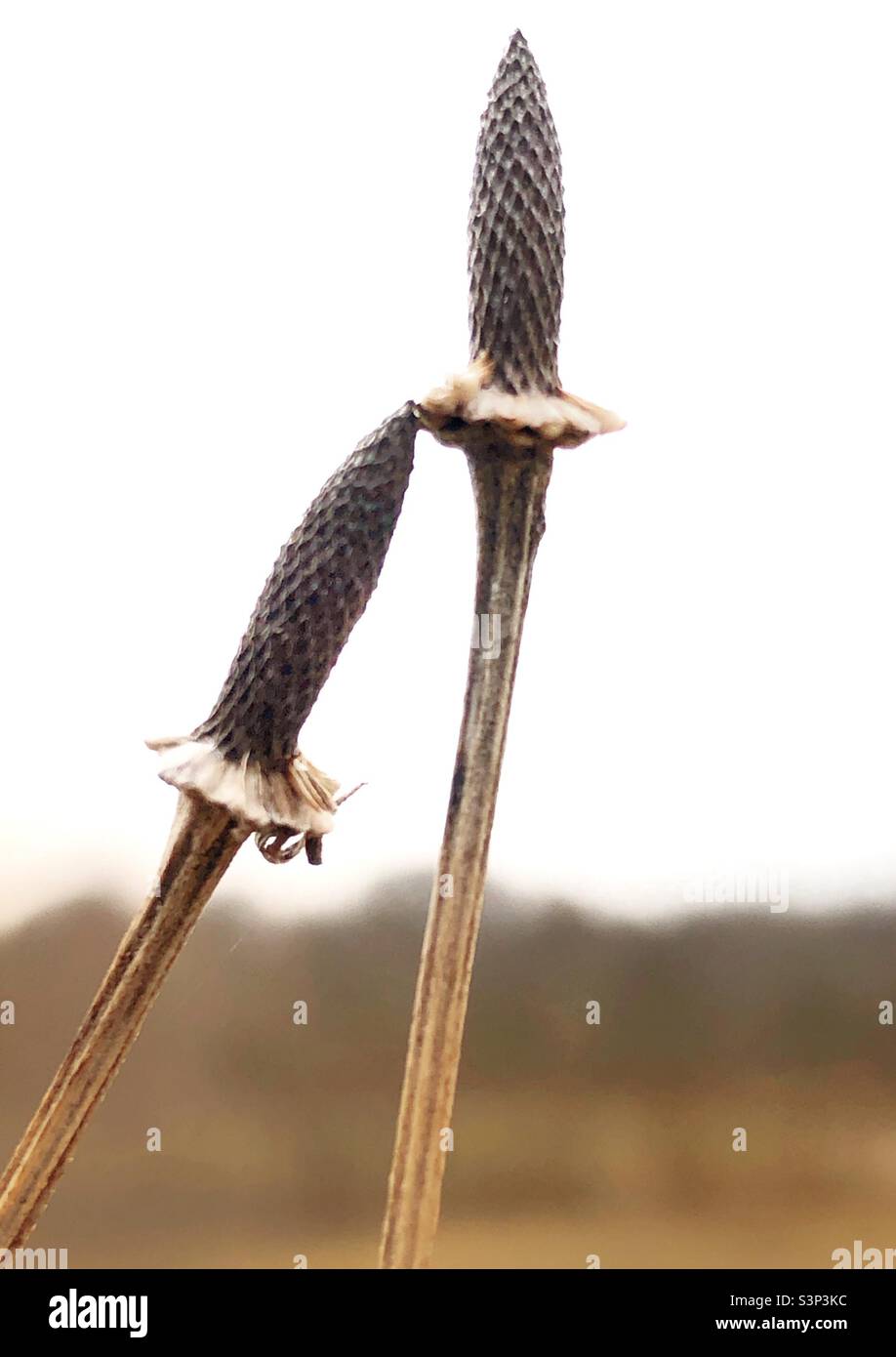 Two pods hi-res stock photography and images - Alamy