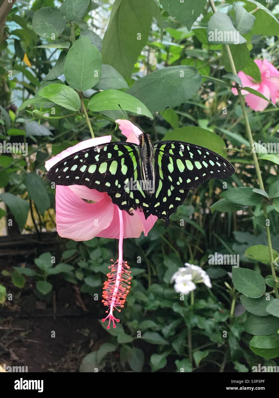 Edinburgh butterfly world hi-res stock photography and images - Alamy
