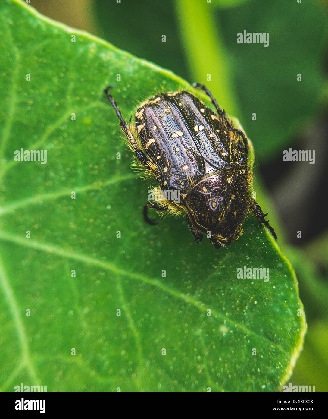 Rose beetle hi-res stock photography and images - Alamy