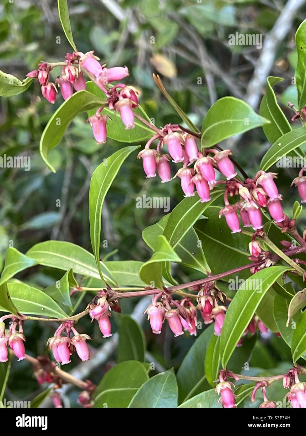 Fetterbush hi-res stock photography and images - Alamy