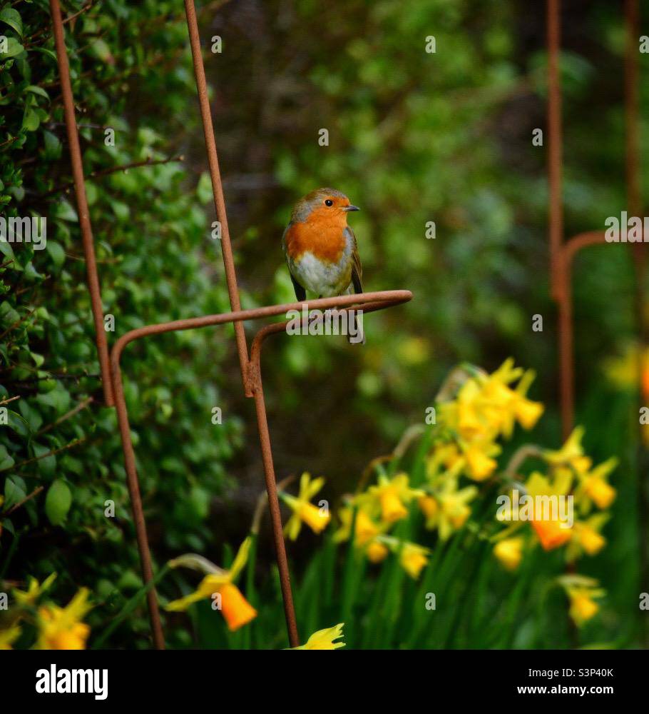 Robin in flowers hi-res stock photography and images - Alamy