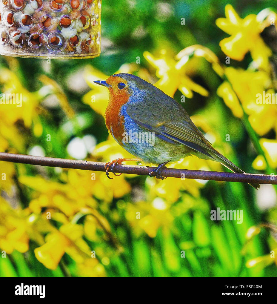 Robin with daffodils hi-res stock photography and images - Alamy